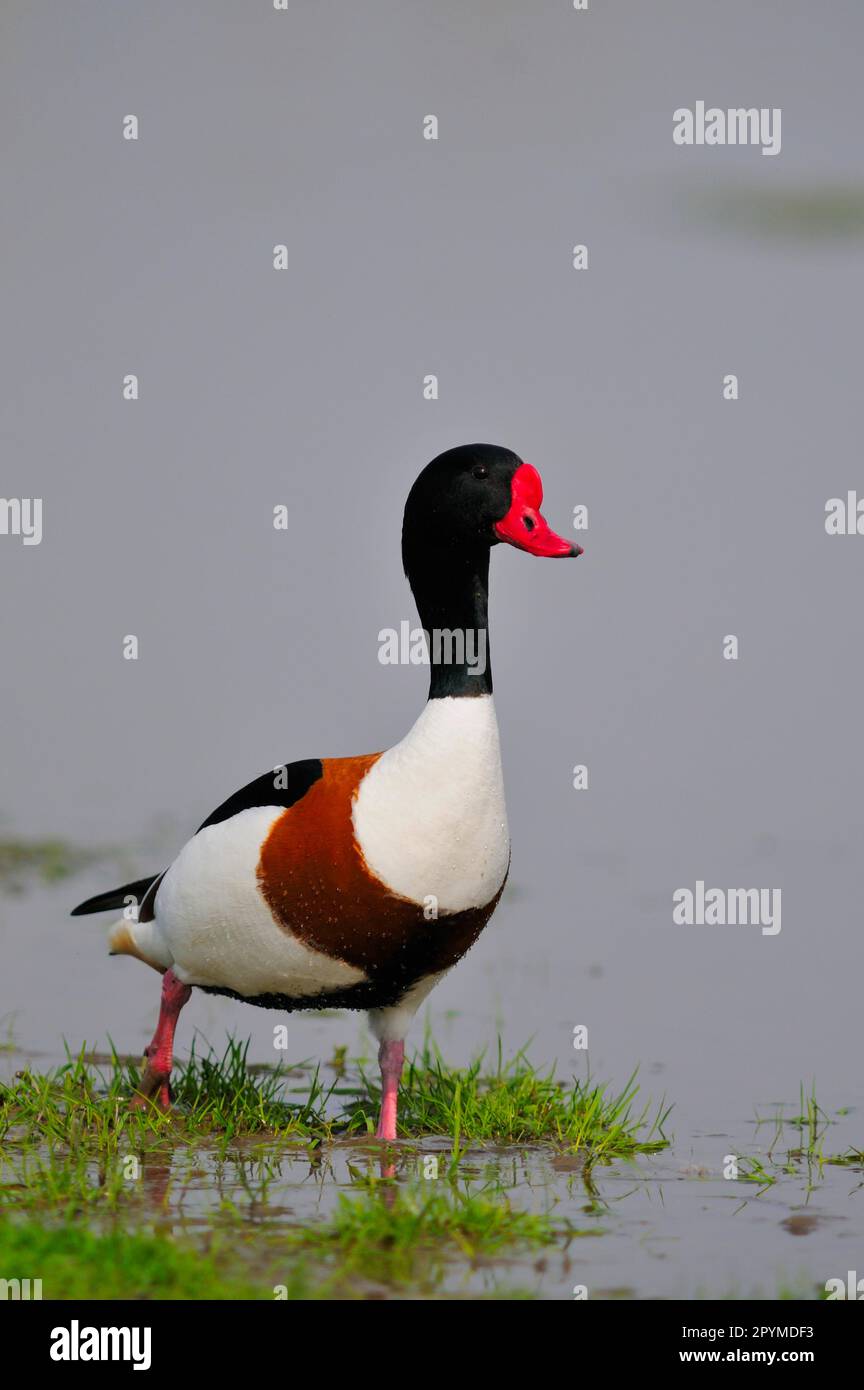 Common shelduck (Tadorna tadorna), adult male, running in shallow water ...