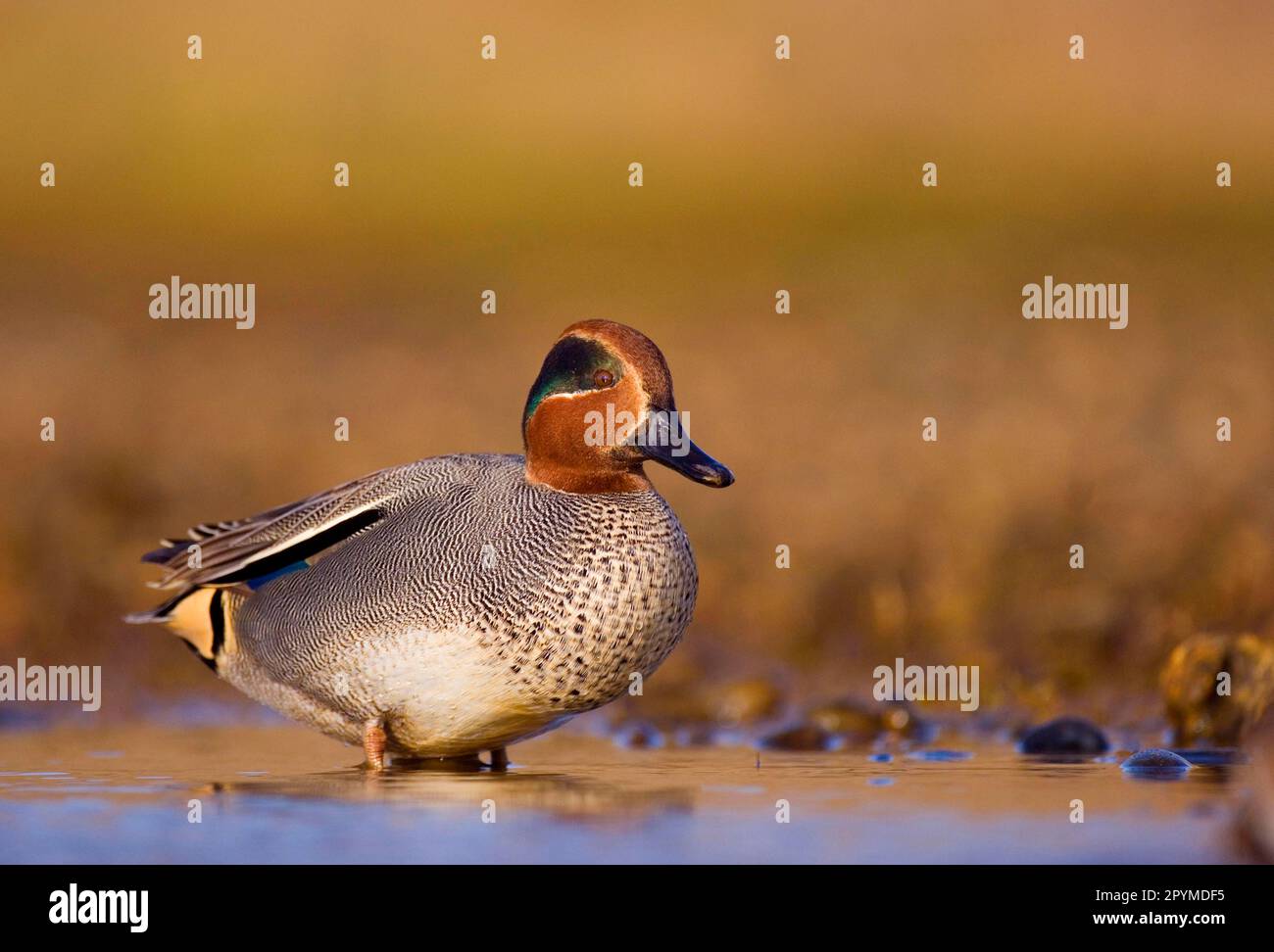 Common Teal (Anas crecca) adult male, standing in shallow coastal ...