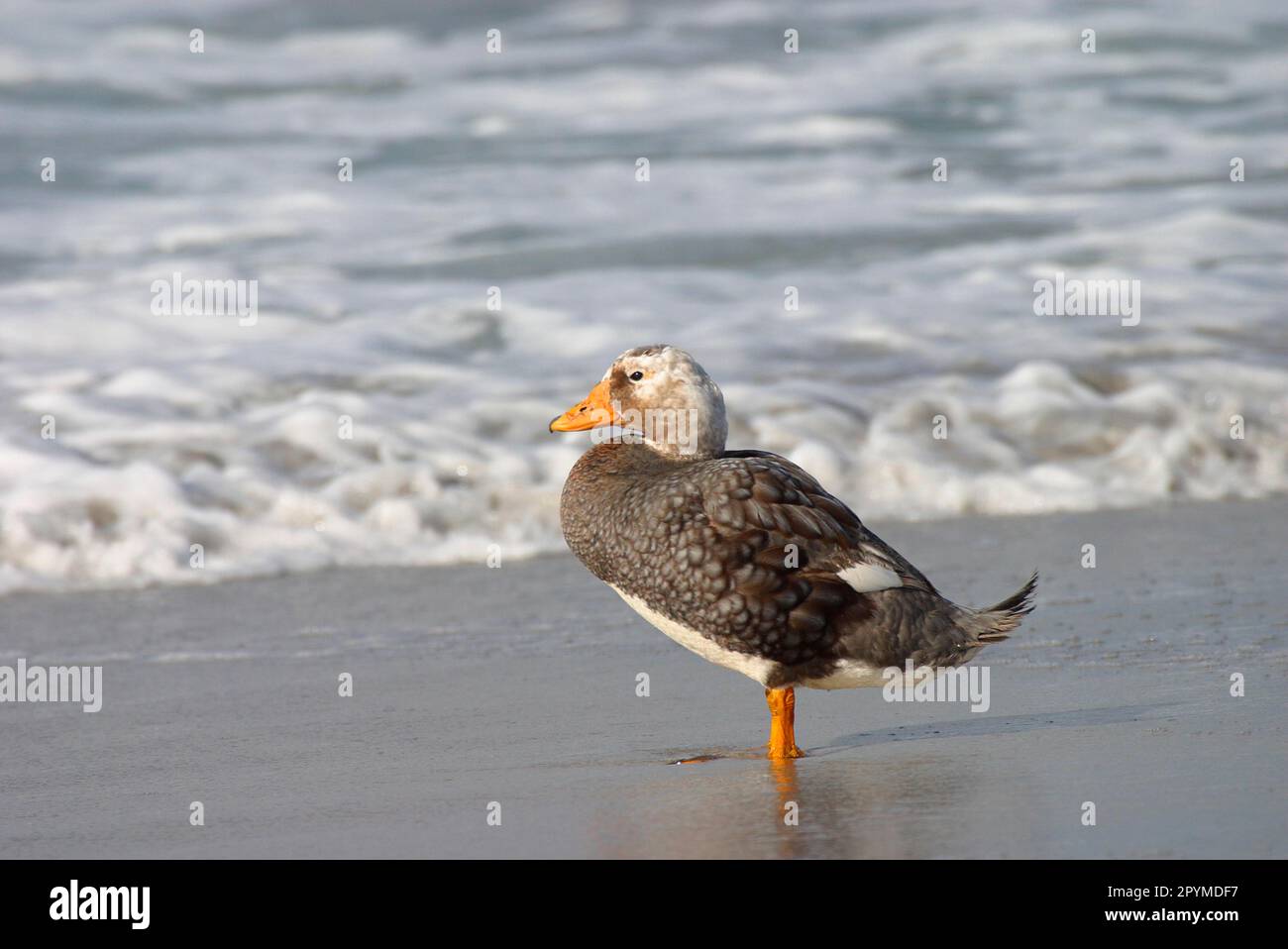 Streamer duck hi-res stock photography and images - Alamy