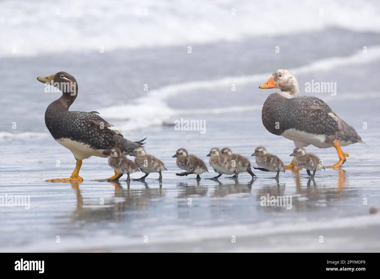 Falkland steamer ducks (Tachyeres brachypterus), endemic, goose bird ...