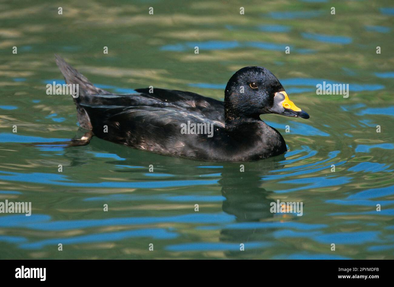 Common scoter (Melanitta nigra), scoter, ducks, geese, animals, birds ...