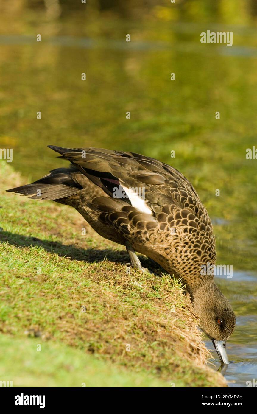 Australian black duck hi-res stock photography and images - Alamy