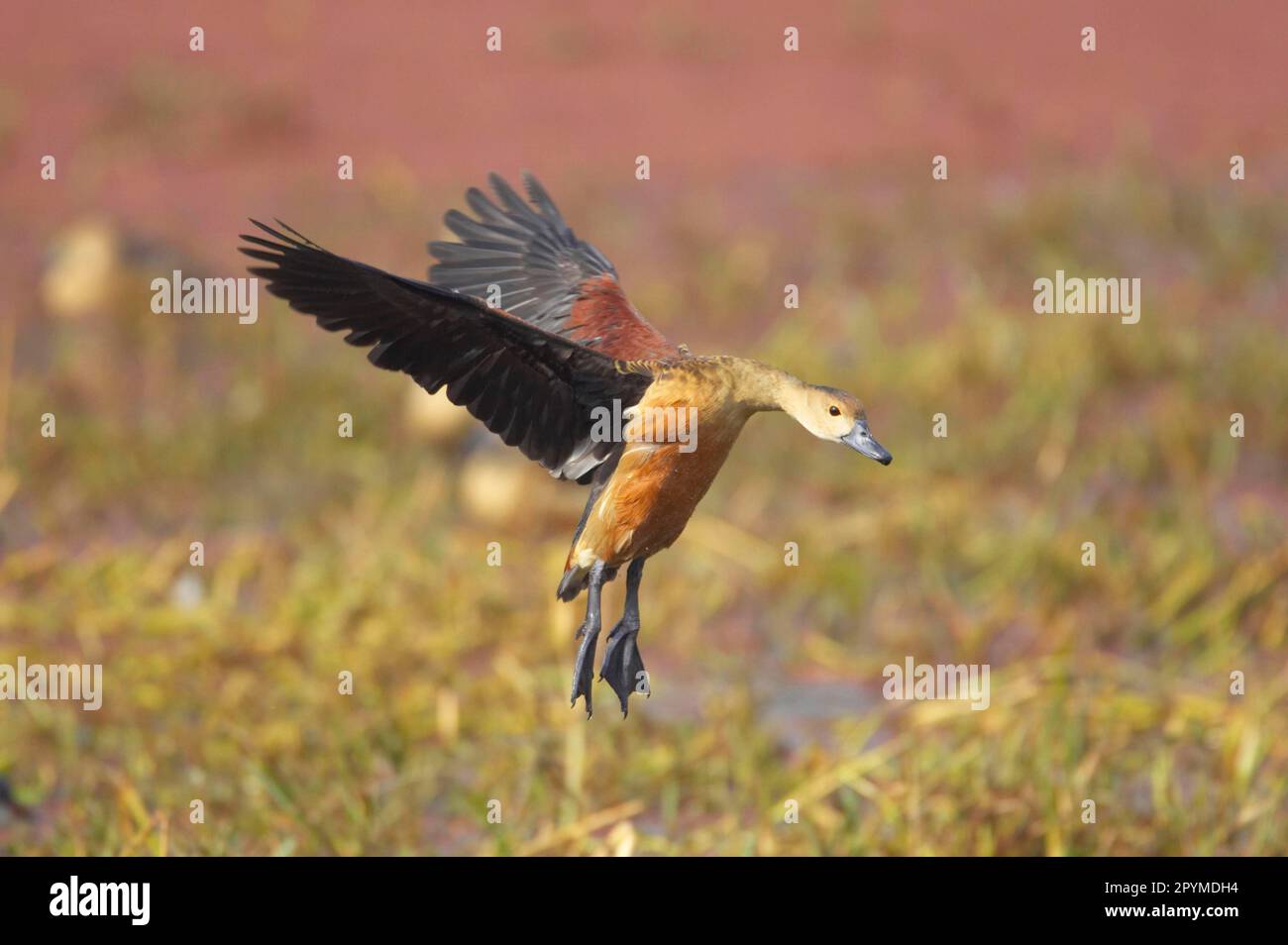 Lesser whistling duck (Dendrocygna javanica), Javan Whistling Ducks ...