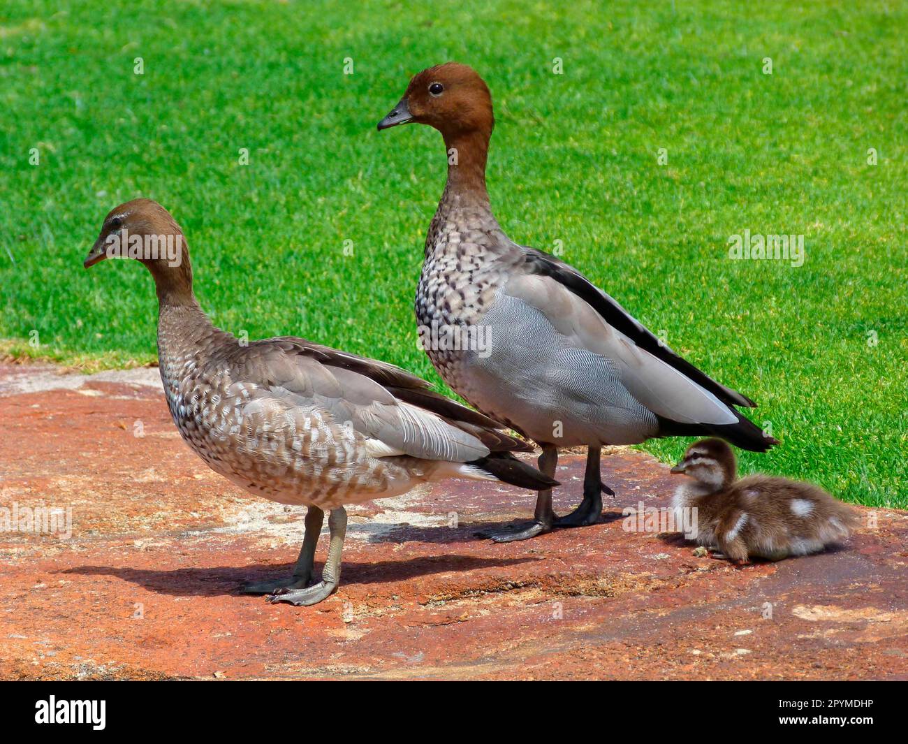 Maned Goose, australian wood ducks (Chenonetta jubata), Goose Bird ...