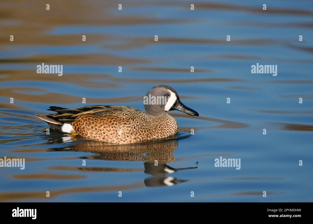 Blue-winged teals (Anas discors), Ducks, Geese, Animals, Birds, Blue ...