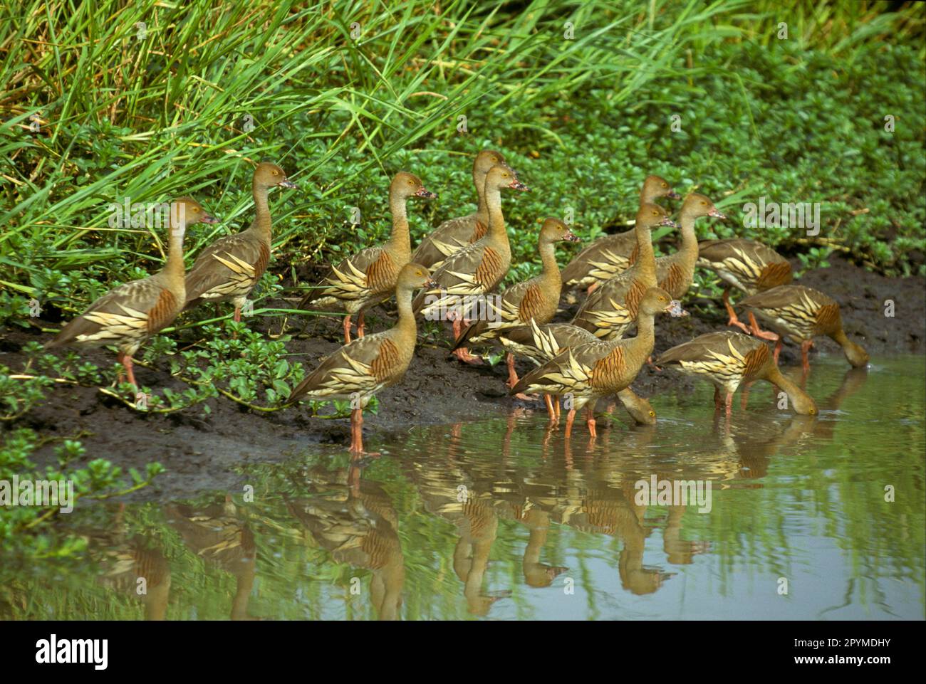 Plumed whistling duck (Dendrocygna eytoni), Yellow-footed Whistling ...