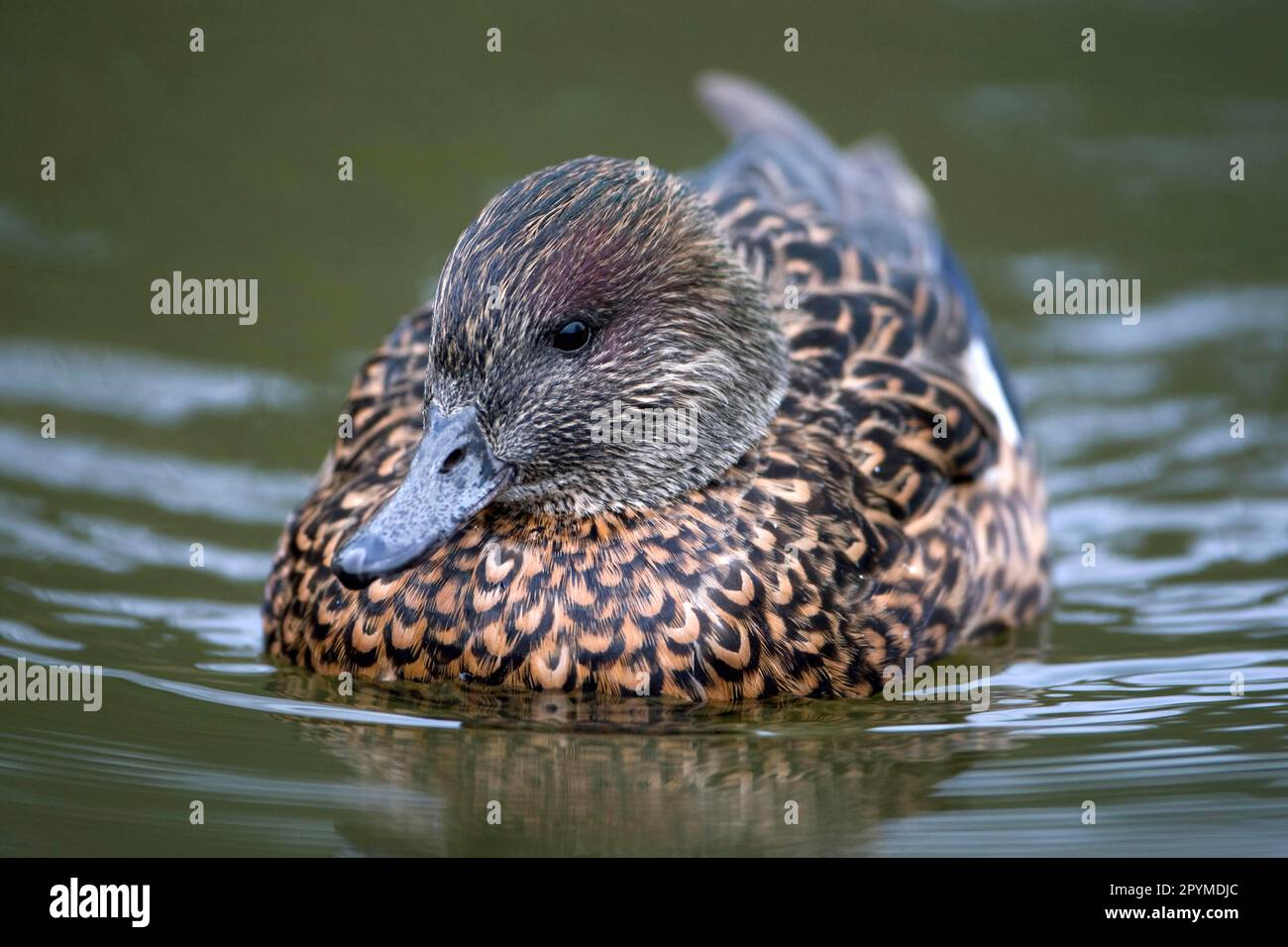 Falcon Duck (Anas falcata) adult female, swimming, in captivity Stock ...