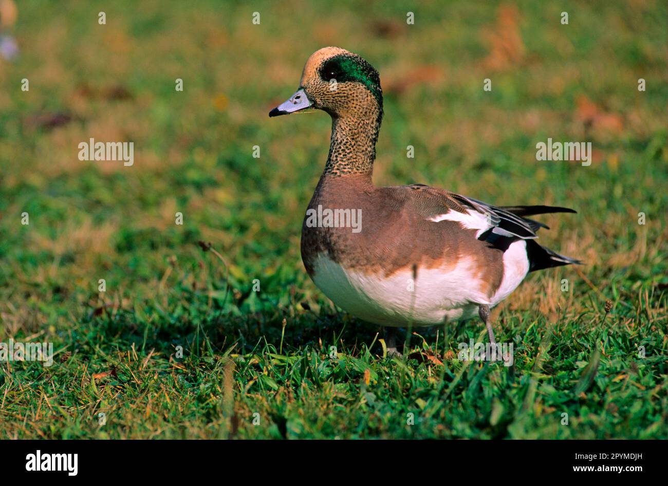 North American Wigeon, american wigeons (Anas americana), Ducks, Geese ...