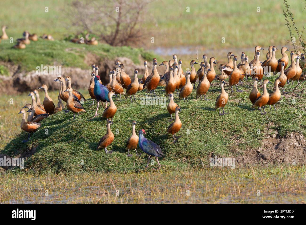 Flock of lesser whistling duck (Dendrocygna javanica), with two adult ...