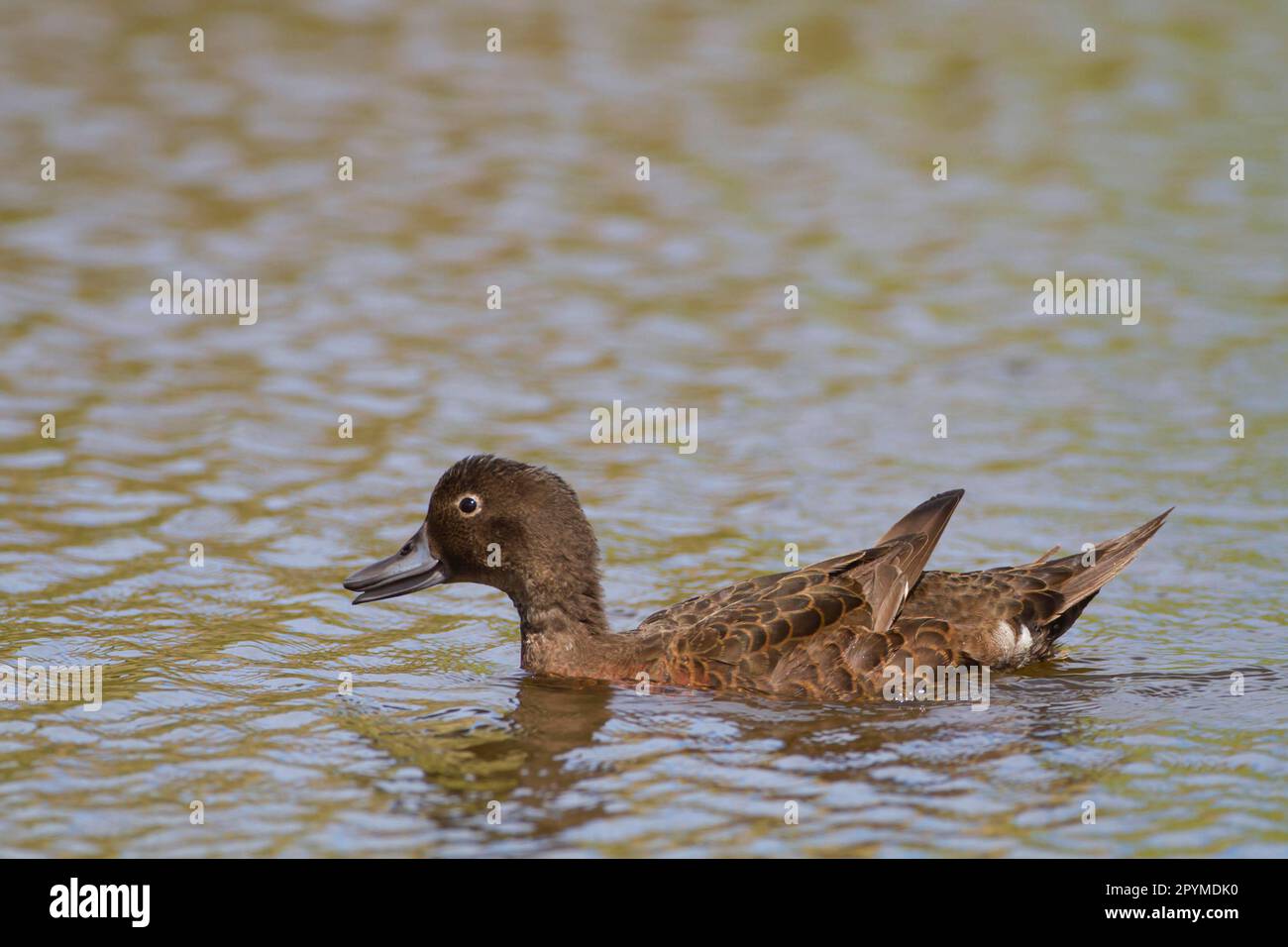 New zealand teal anas chlorotis hi-res stock photography and images - Alamy