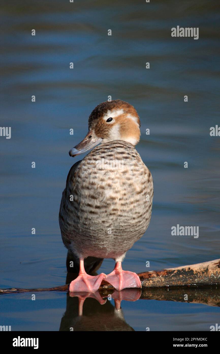 Red-shouldered Duck, Red-shouldered Duck, Ducks, Geese, Animals, Birds ...