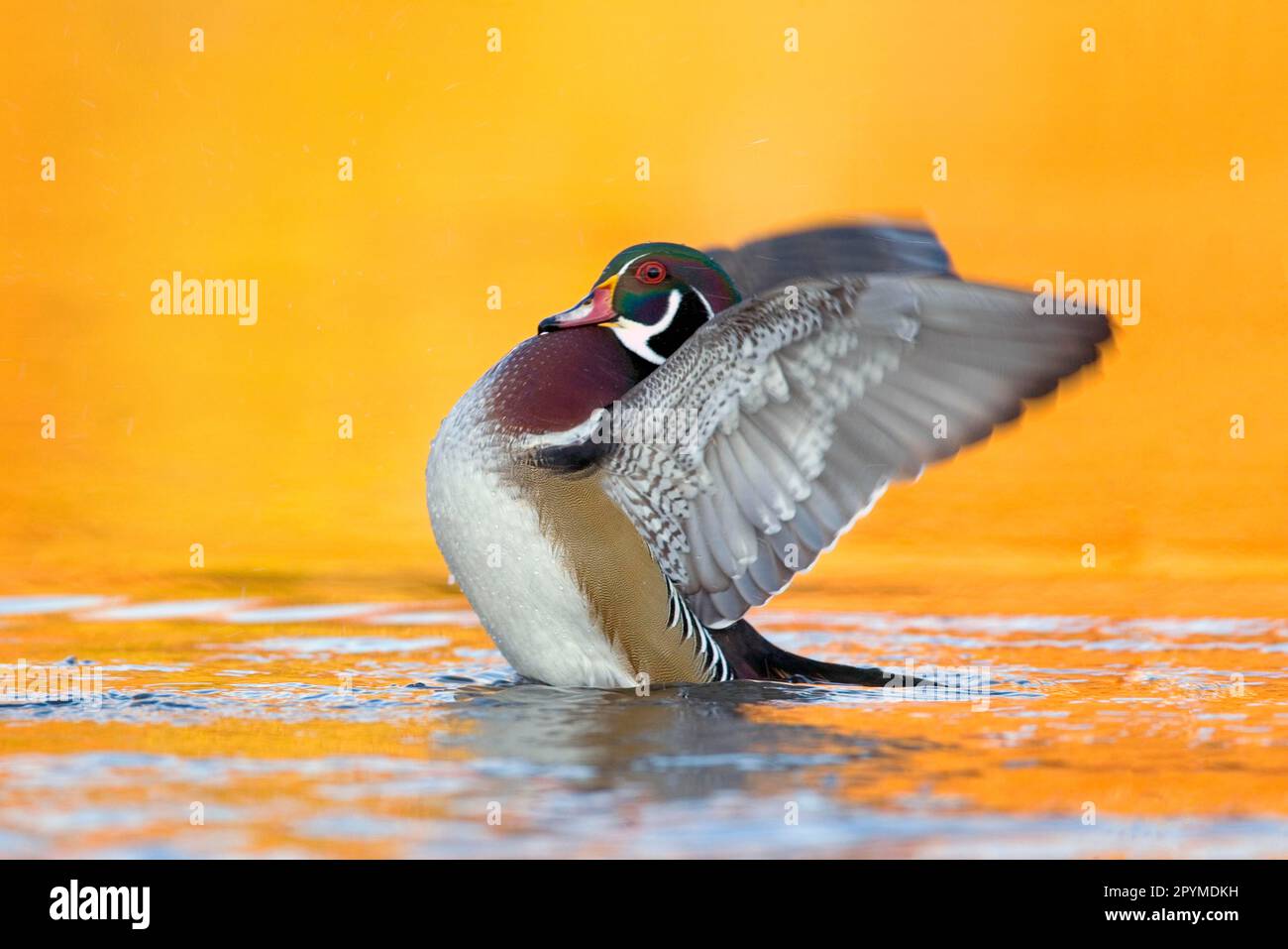 Wood Duck (Aix sponsa) adult male, fanning wings on water (U.) S. A ...
