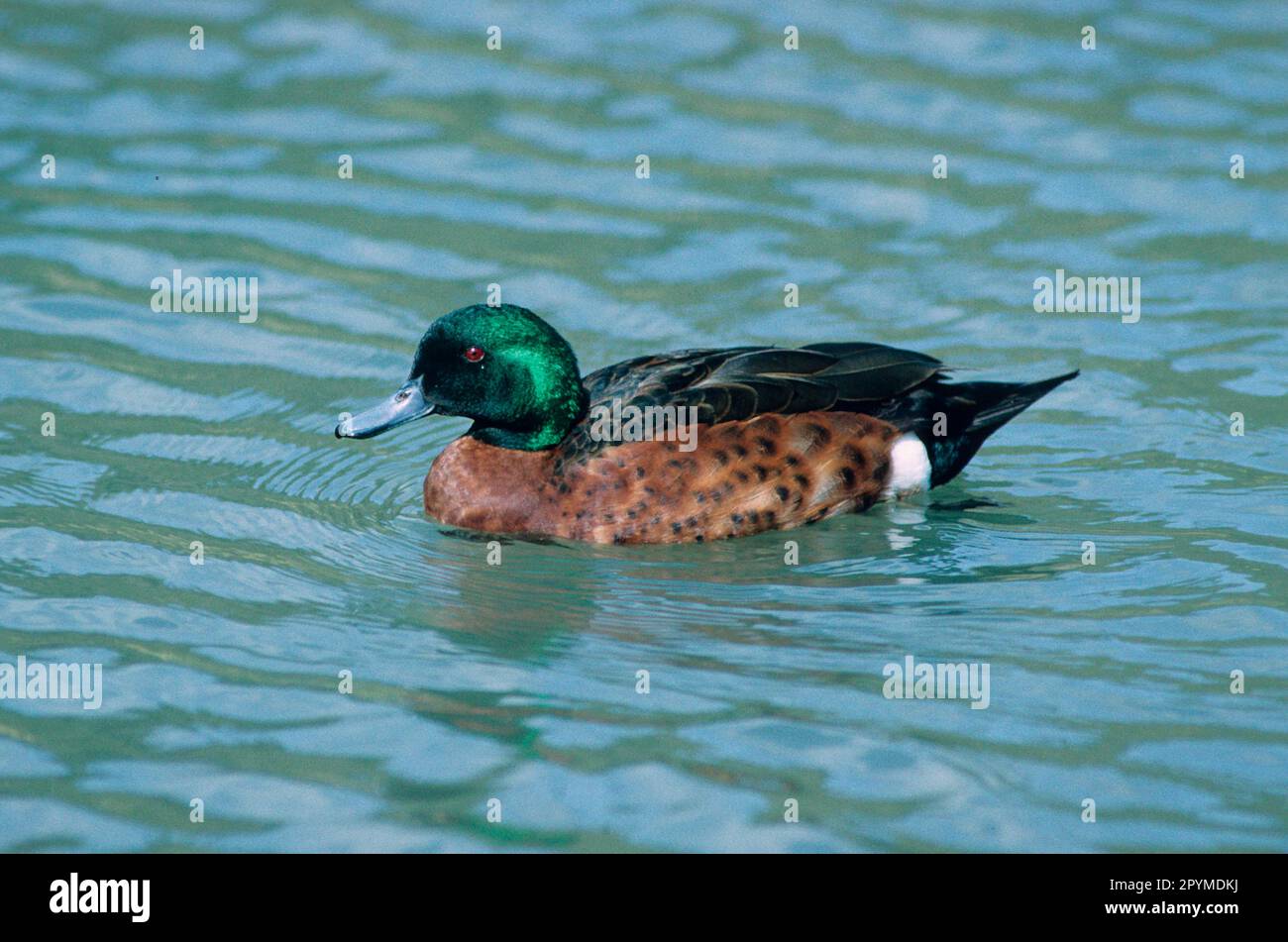Chestnut-breasted teals (Anas castanea), Ducks, Goose Birds, Animals ...