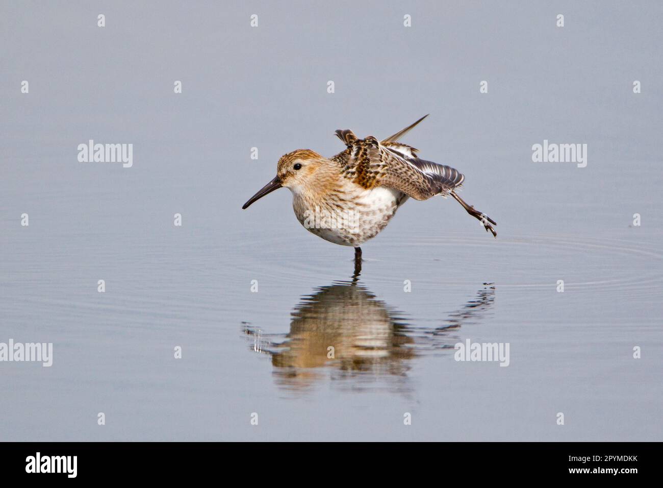 Dunlin (Calidris alpina) adult, entering winter plumage, stretching leg ...