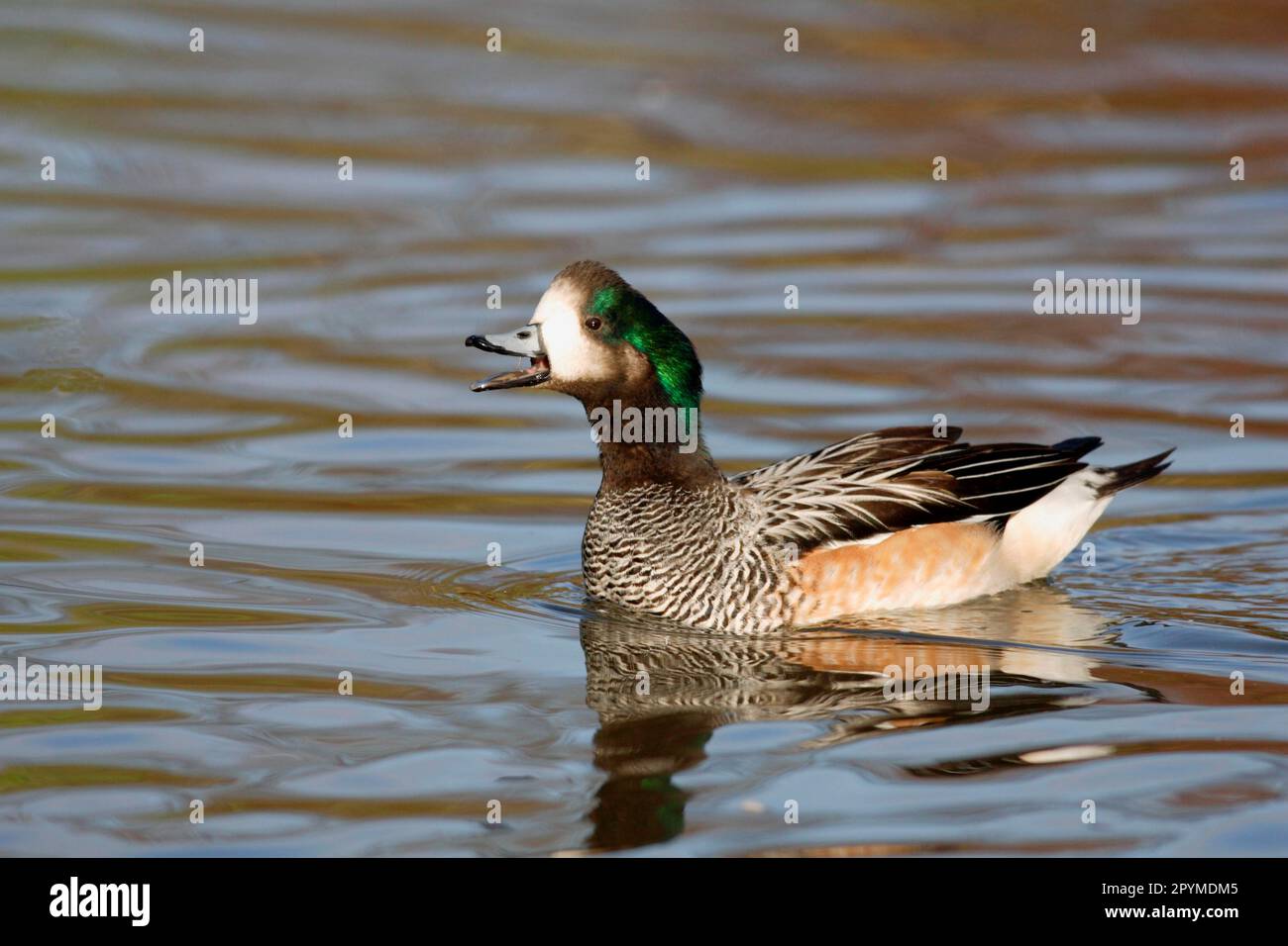 Chilean Wigeon, Chilean Wigeon, Chilean Wigeon, Ducks, Goose Birds ...