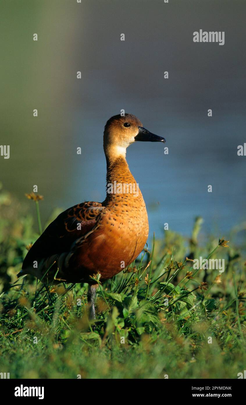 Wandering Whistling Goose, Wandering Whistling Ducks, Wandering ...