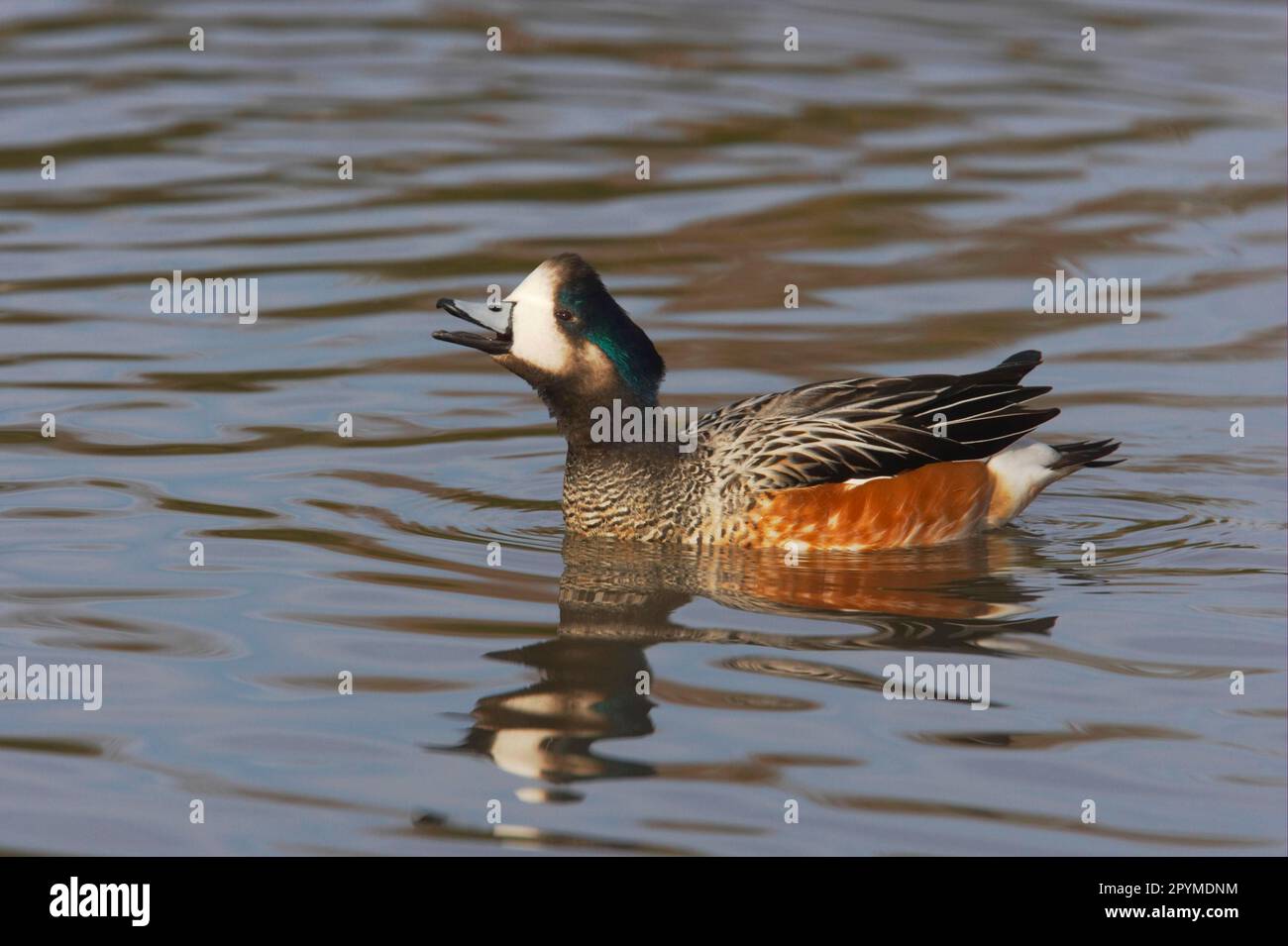 Chilean Wigeon, Chilean Wigeon, Chilean Wigeon, Ducks, Goose Birds ...