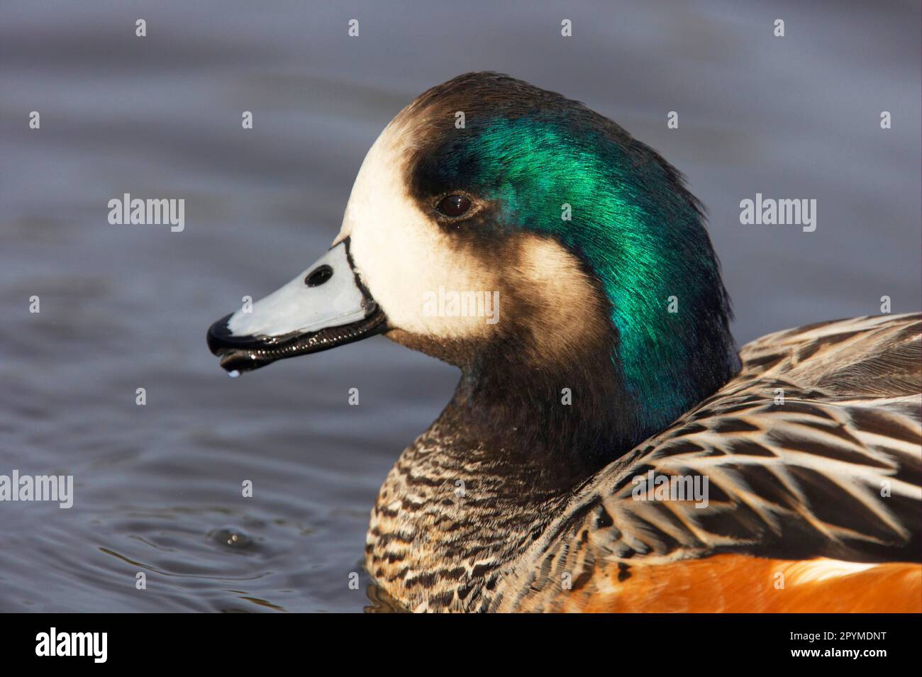 Chilean Wigeon, Chilean Wigeon, Chilean Wigeon, Ducks, Geese, Animals ...