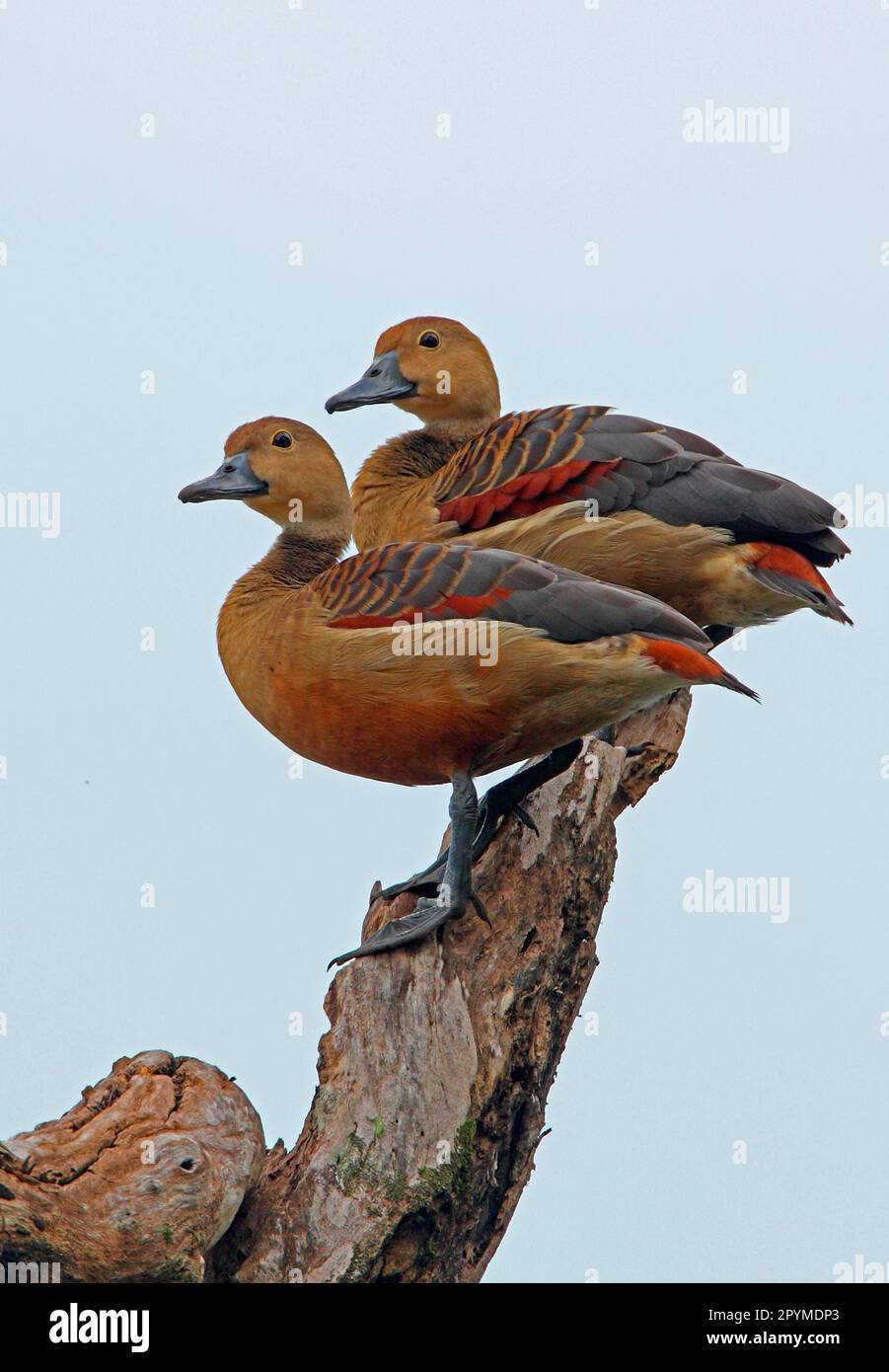 Javan tree ducks hi-res stock photography and images - Alamy