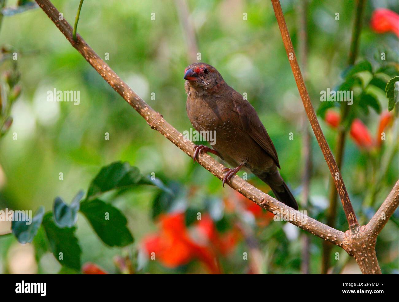Senegalese fire finch hi-res stock photography and images - Alamy