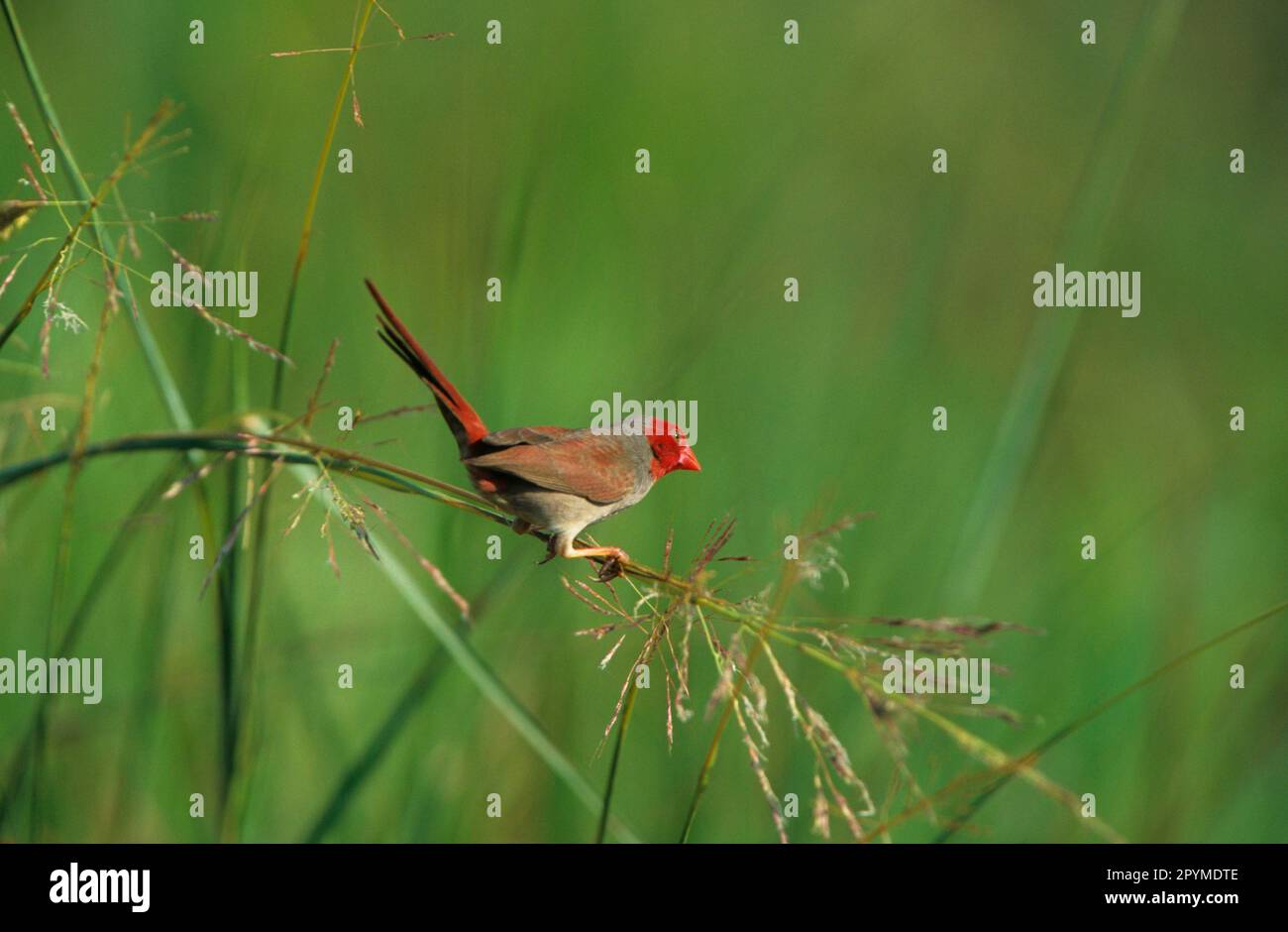 Crimson finch (Neochmia phaeton), Sun Finch, Sun Amadine, Sun Amadines ...