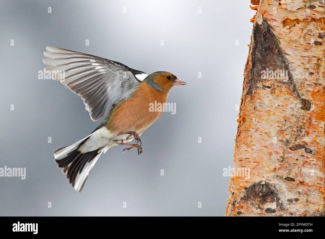 Wild animals in scotland hi-res stock photography and images - Alamy