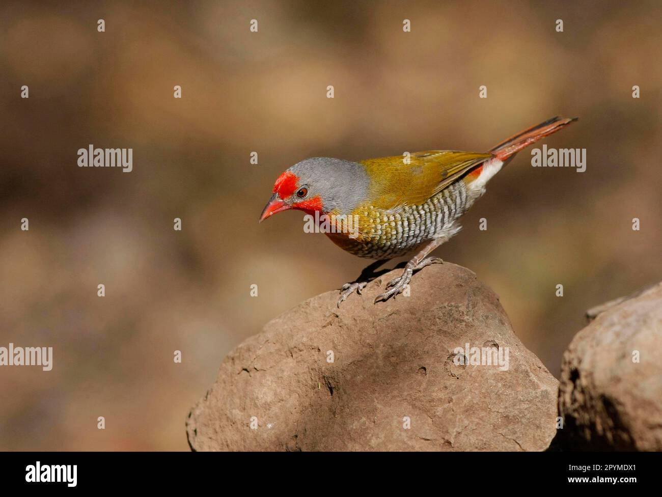 Green-winged green-winged pytilia (Pytilia melba), adult male, sitting ...