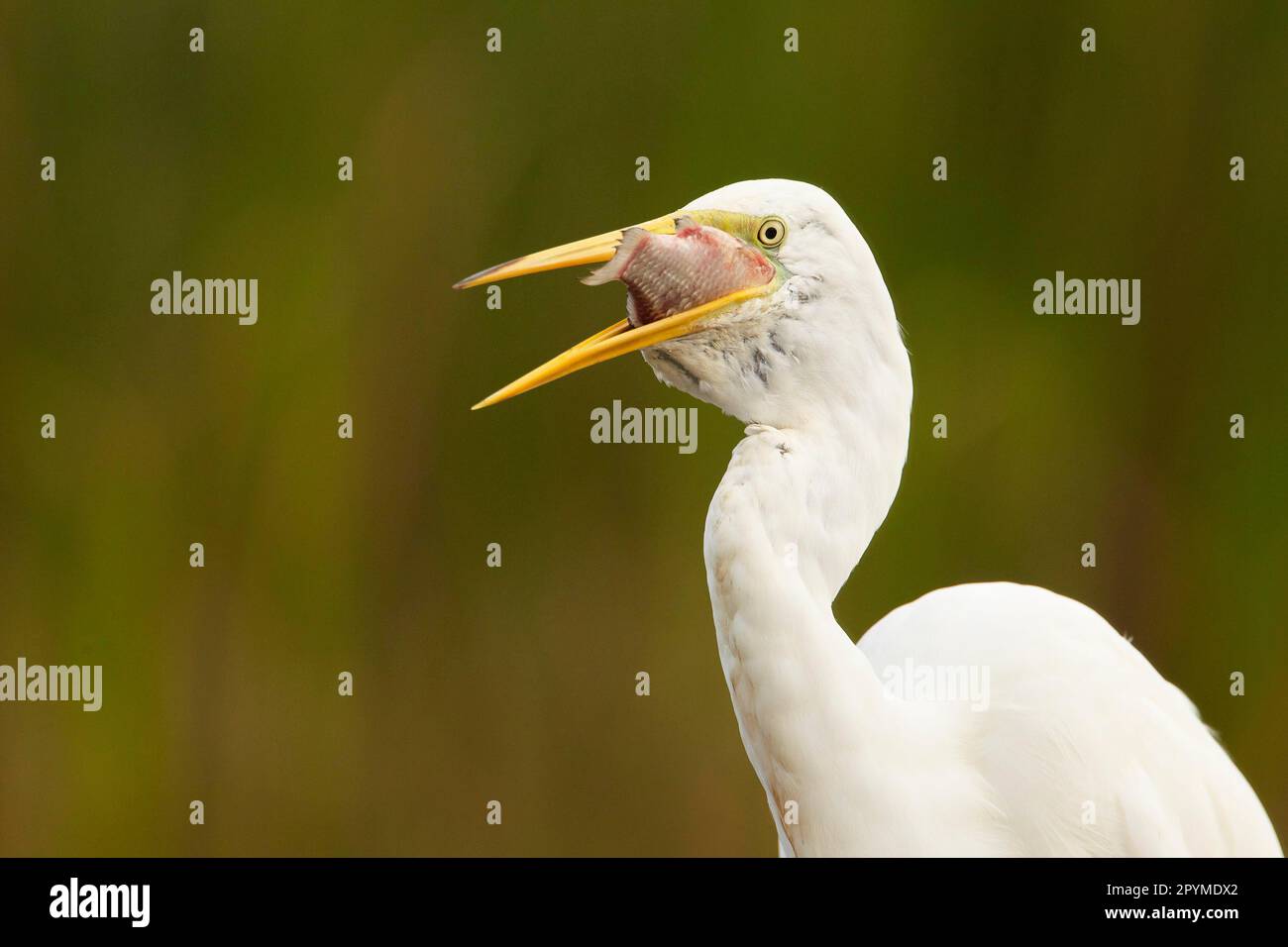 Great egret (Egretta alba) adult, feeding, swallowing freshly caught ...