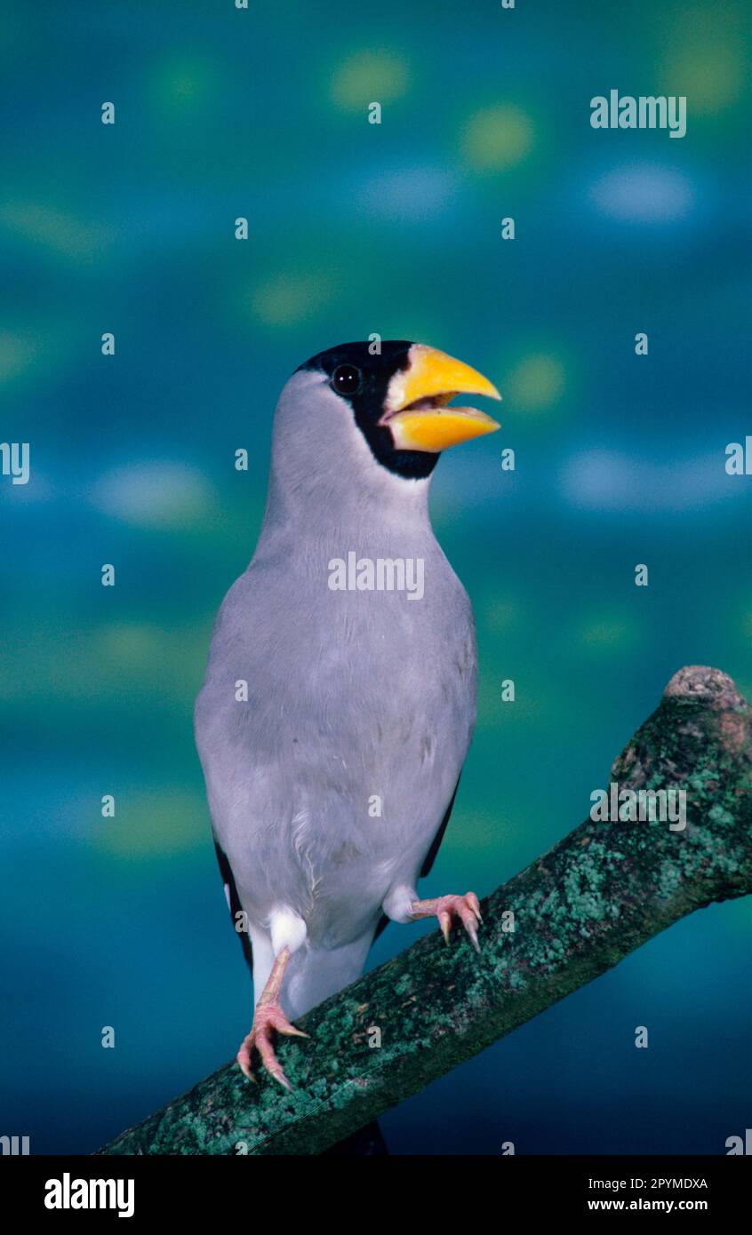 Japanese Hawfinch (Coccothraustes migratorius Stock Photo - Alamy