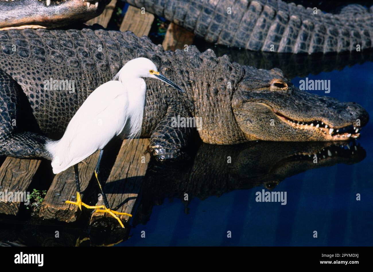 Florida alligator bird hi-res stock photography and images - Alamy