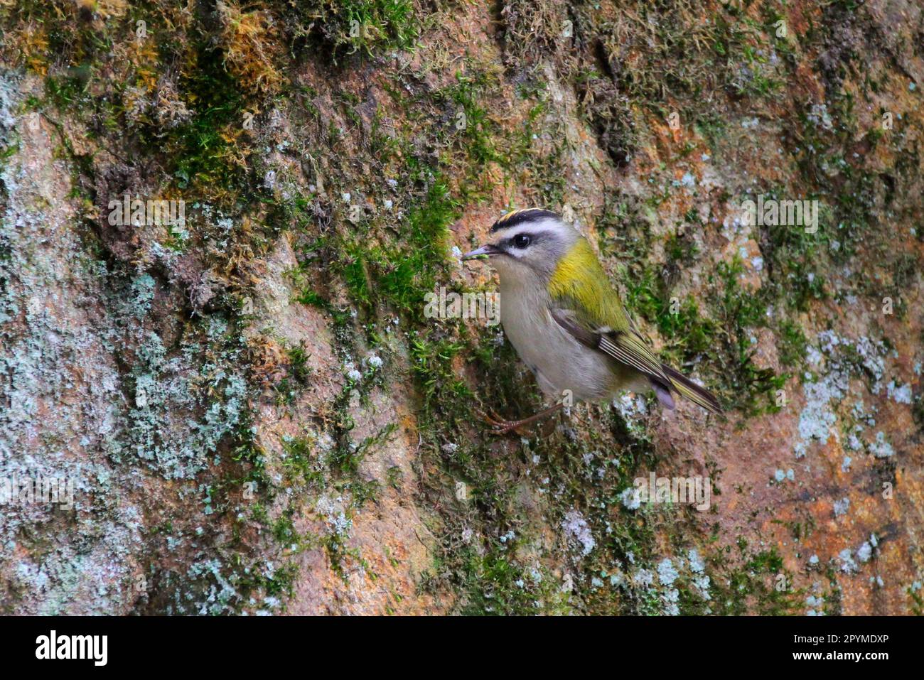 Common firecrest (Regulus ignicapillus) Goldcrest, Songbirds, Animals ...