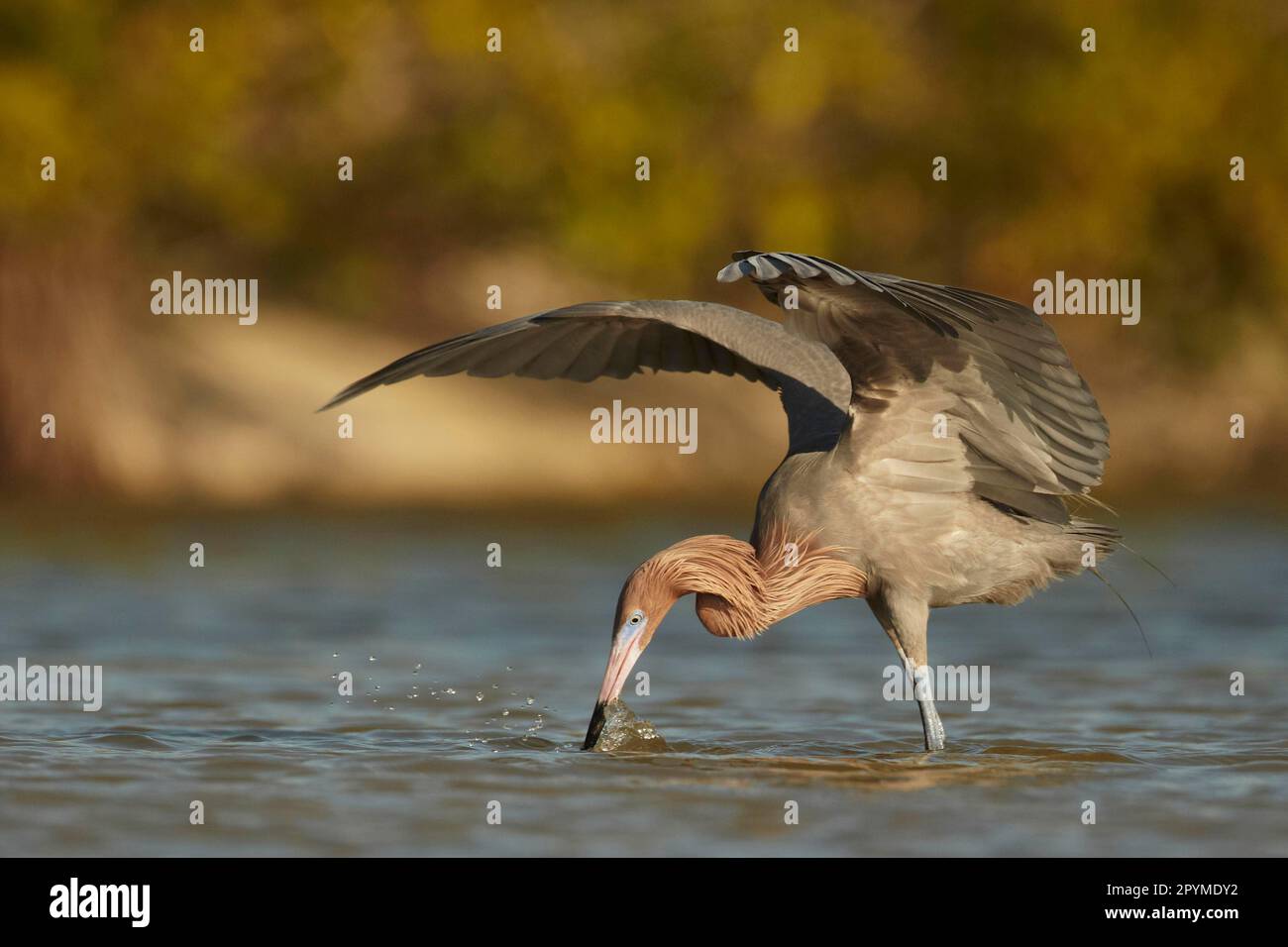 Reddish Egret (Egretta rufescens) dark morph, adult, fishing with wings ...