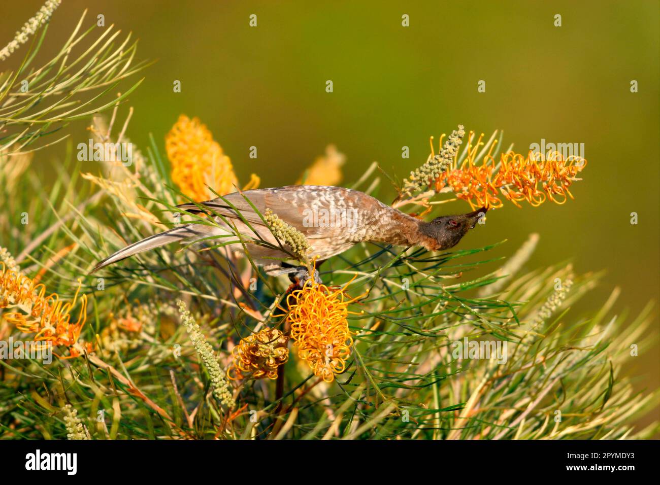Bottlebrush bush hi-res stock photography and images - Alamy
