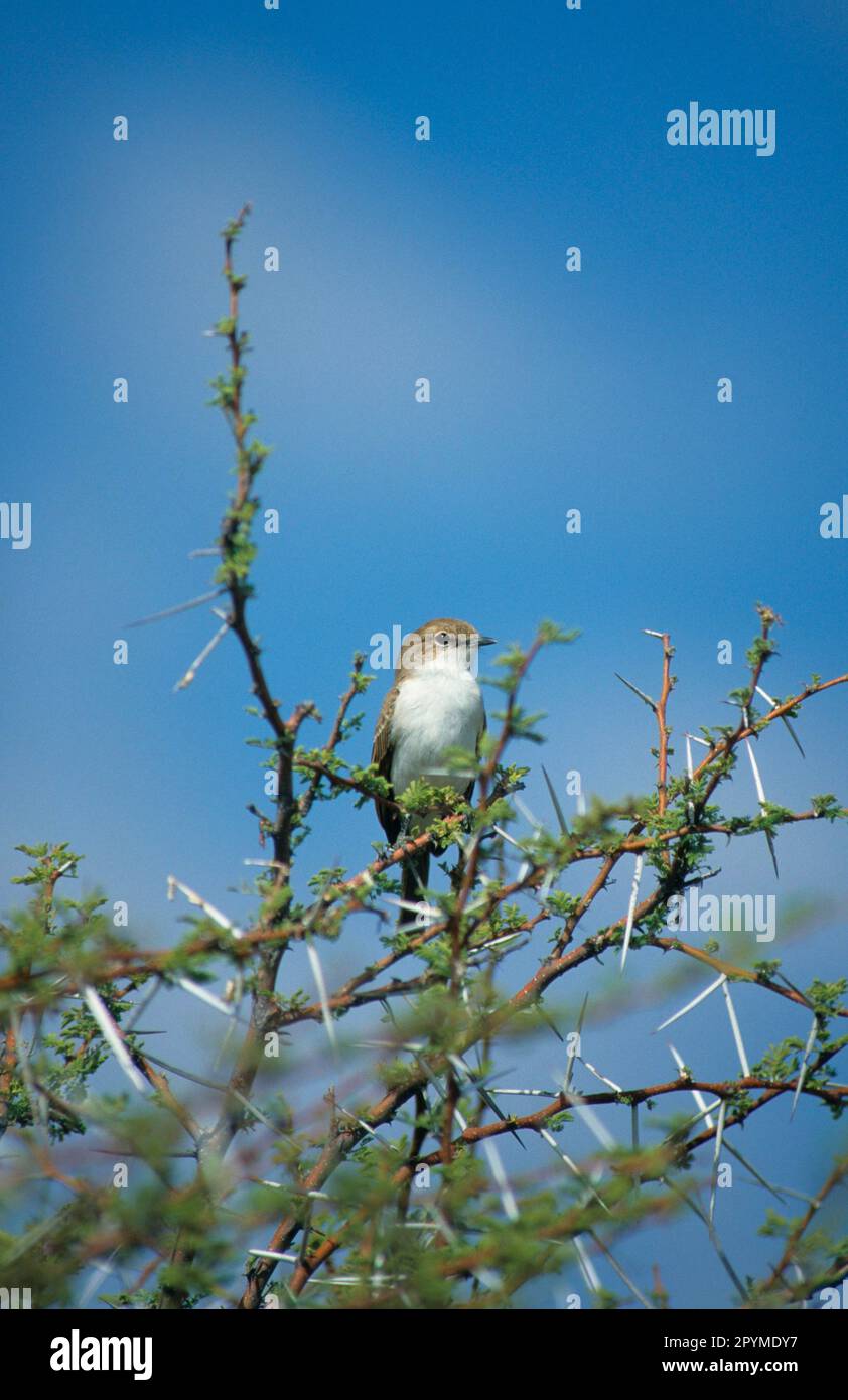 Melaenornis mariquensis hi-res stock photography and images - Alamy