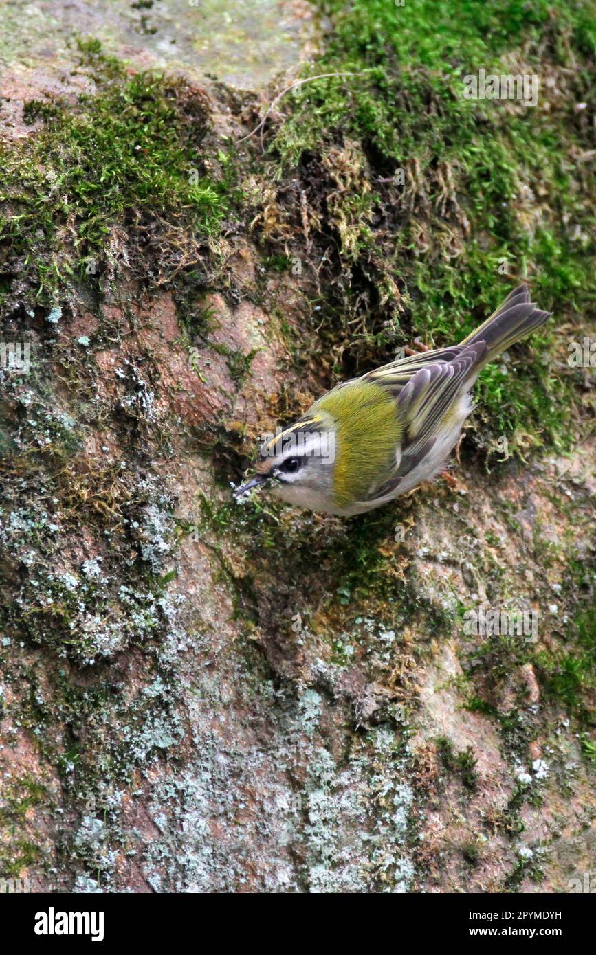 Common firecrest (Regulus ignicapillus) Goldcrest, Songbirds, Animals ...