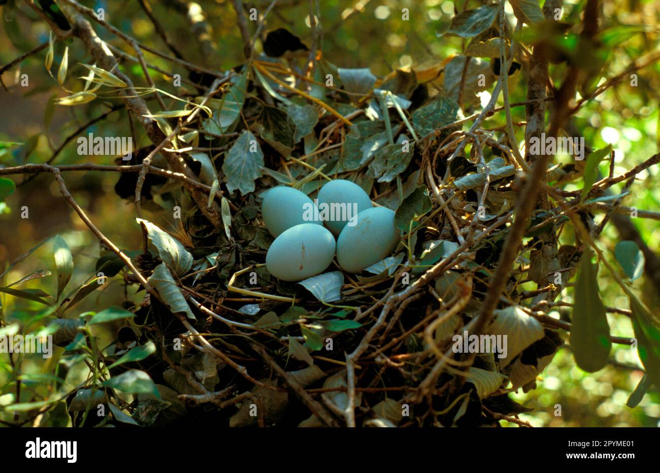 Little egret (Egretta garzetta) Nest with four eggs Stock Photo - Alamy