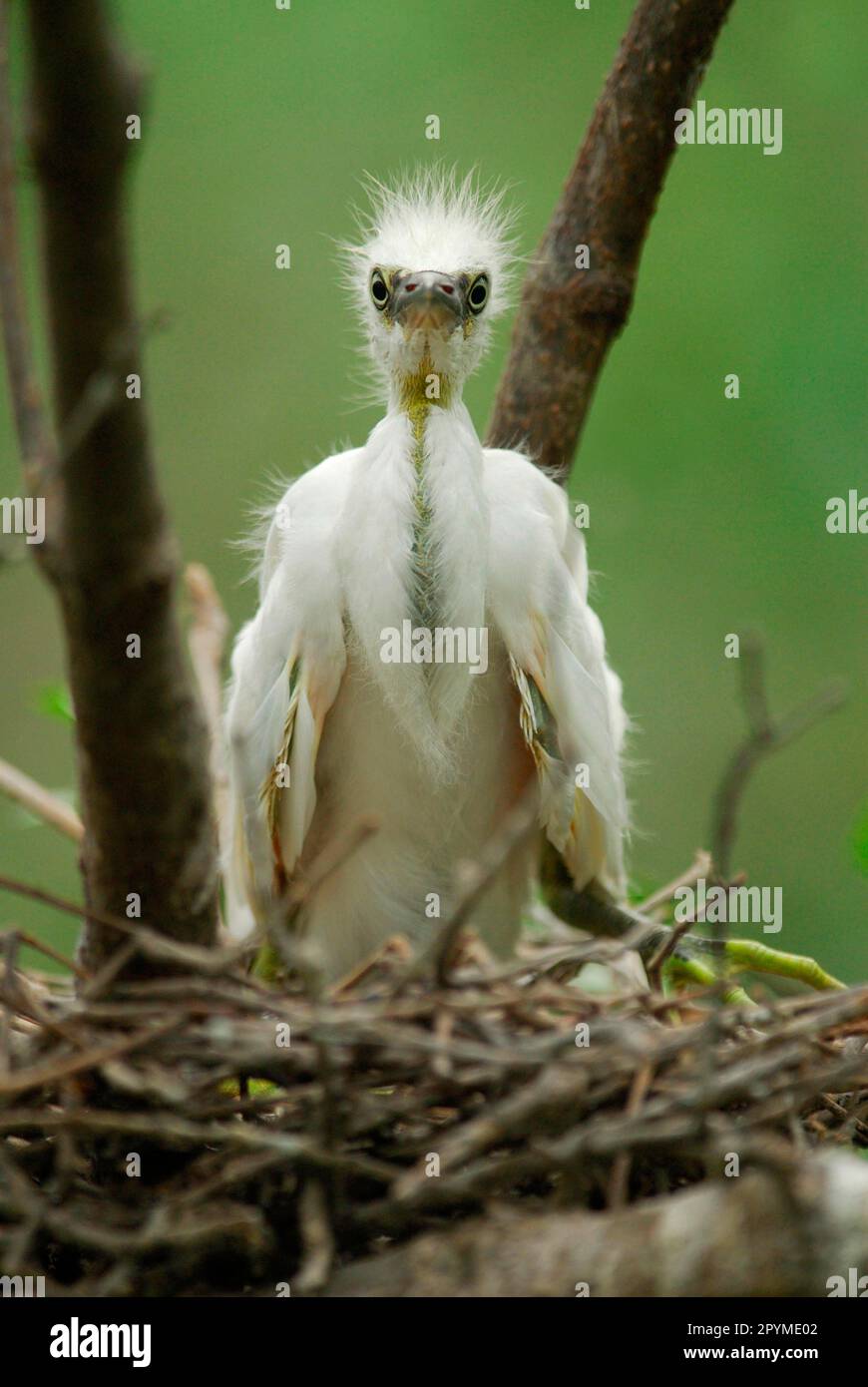 Little egret (Egretta garzetta) chick, sitting on nest in breeding ...