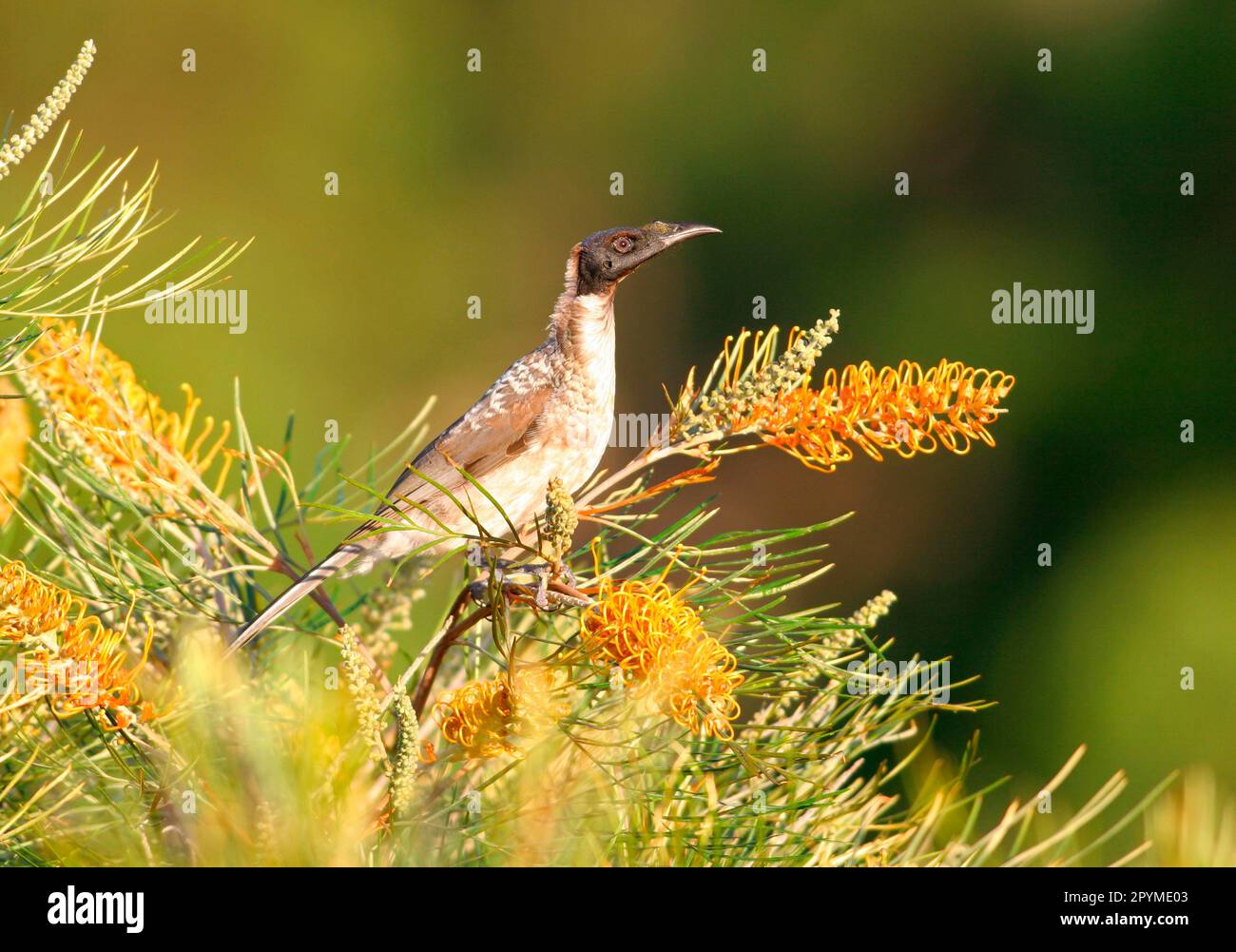 Bottlebrush bush hi-res stock photography and images - Alamy