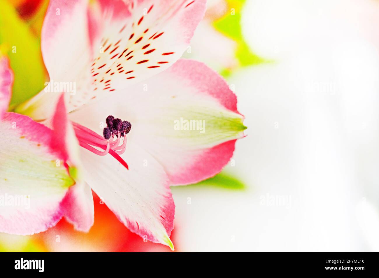 Peruvian pink lily close-up on a light background horizontal Stock ...