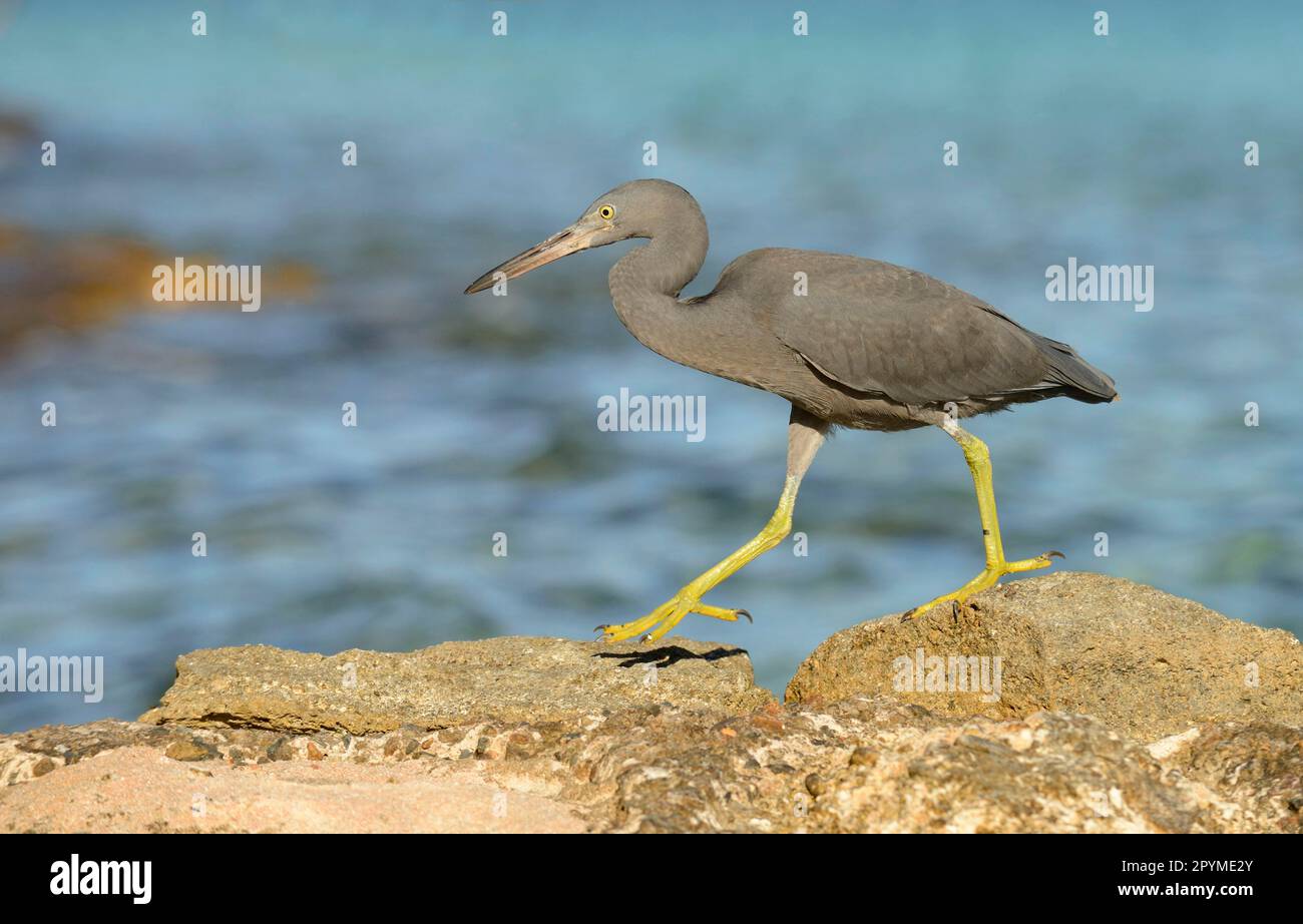 Eastern pacific reef heron (Egretta sacra) dark form, adult, walking on ...