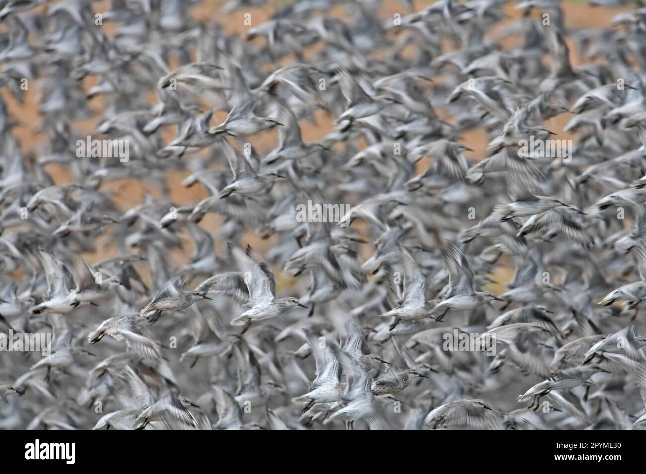 Knot (Calidris canutus) wintering flock, in flight, taking off from ...
