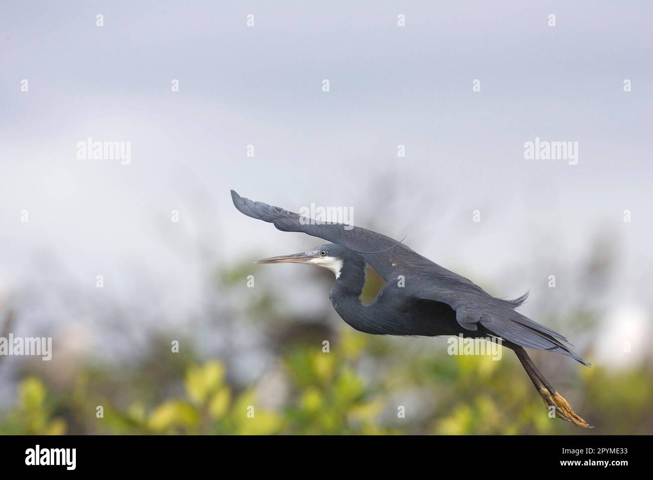 Western reef heron (Egretta gularis), coastal heron, herons, animals ...