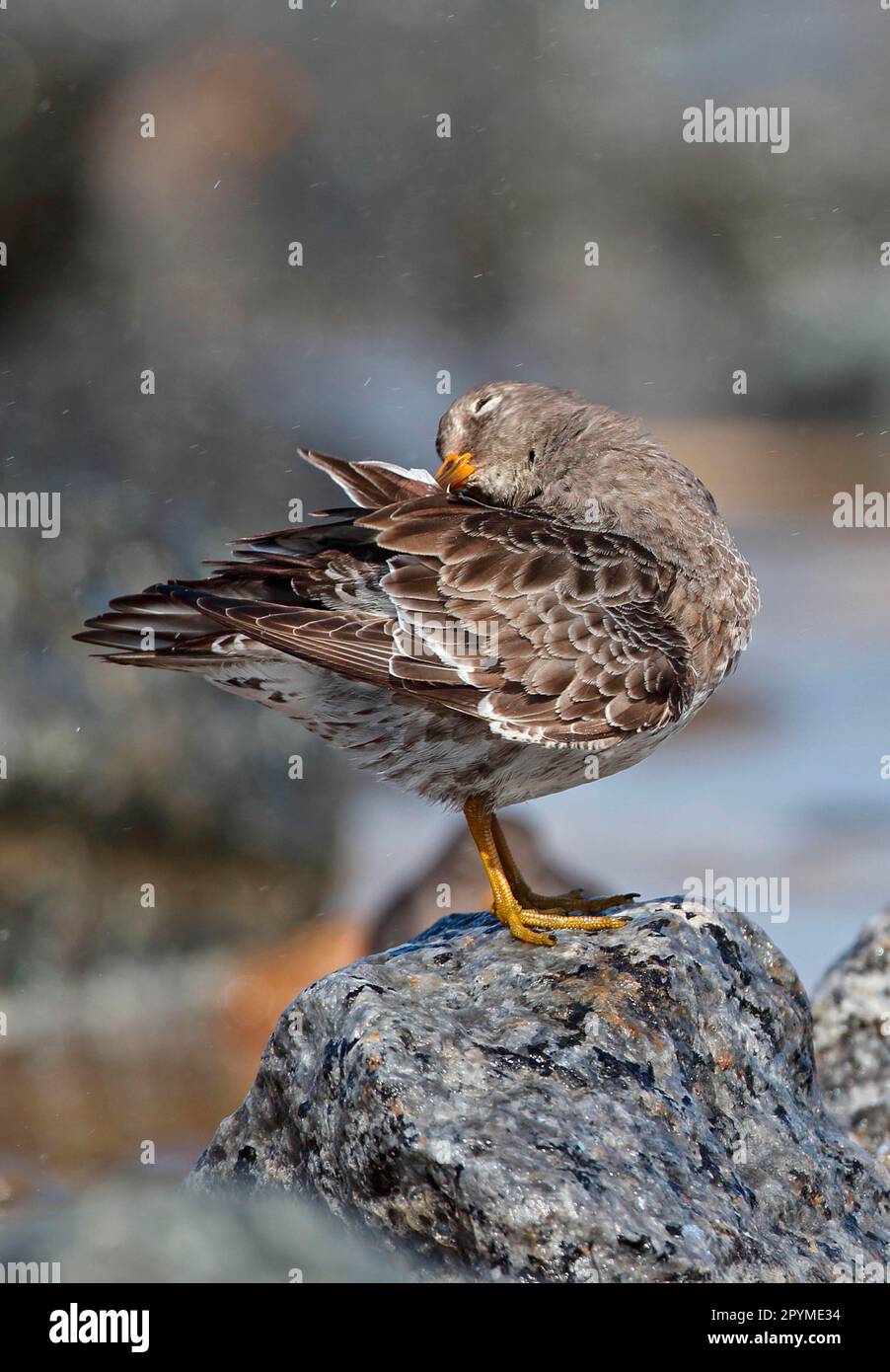 Purple Sandpiper (Calidris maritima) adult, winter plumage, preening ...