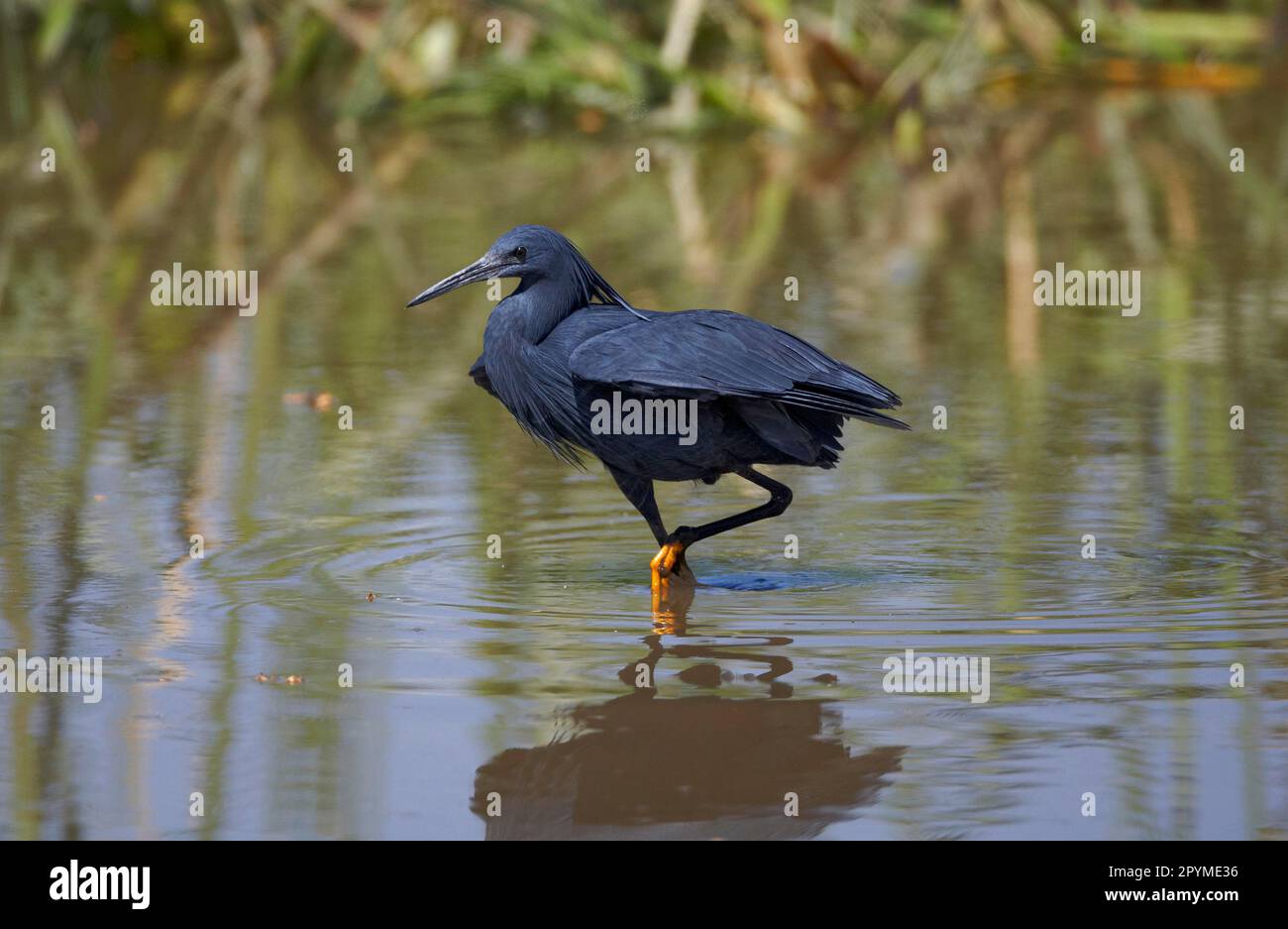 Black black heron (Egretta ardesiaca) adult, wading in water, Lake ...