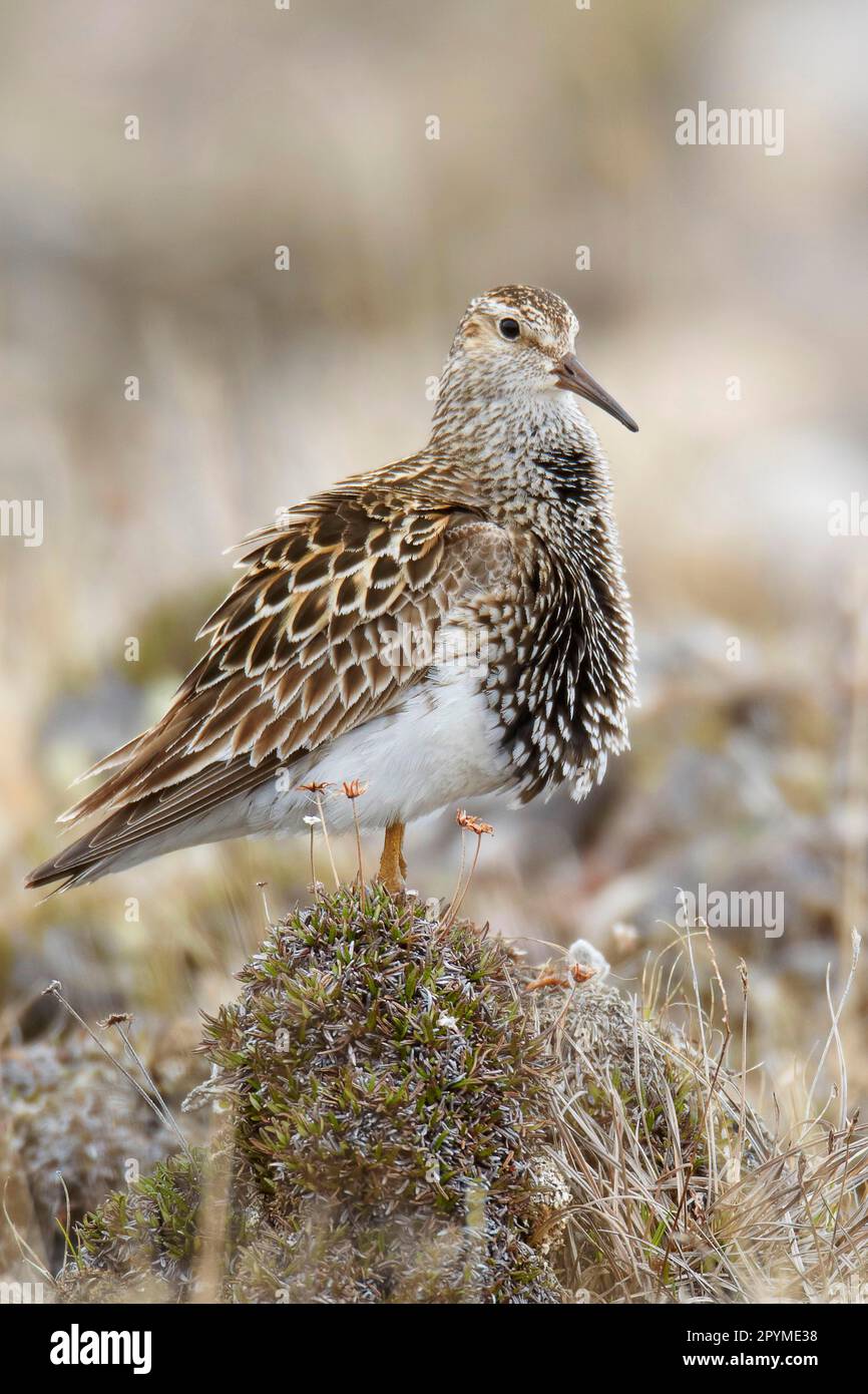 Pectoral sandpiper (Calidris melanotos), Animals, Birds, Waders ...