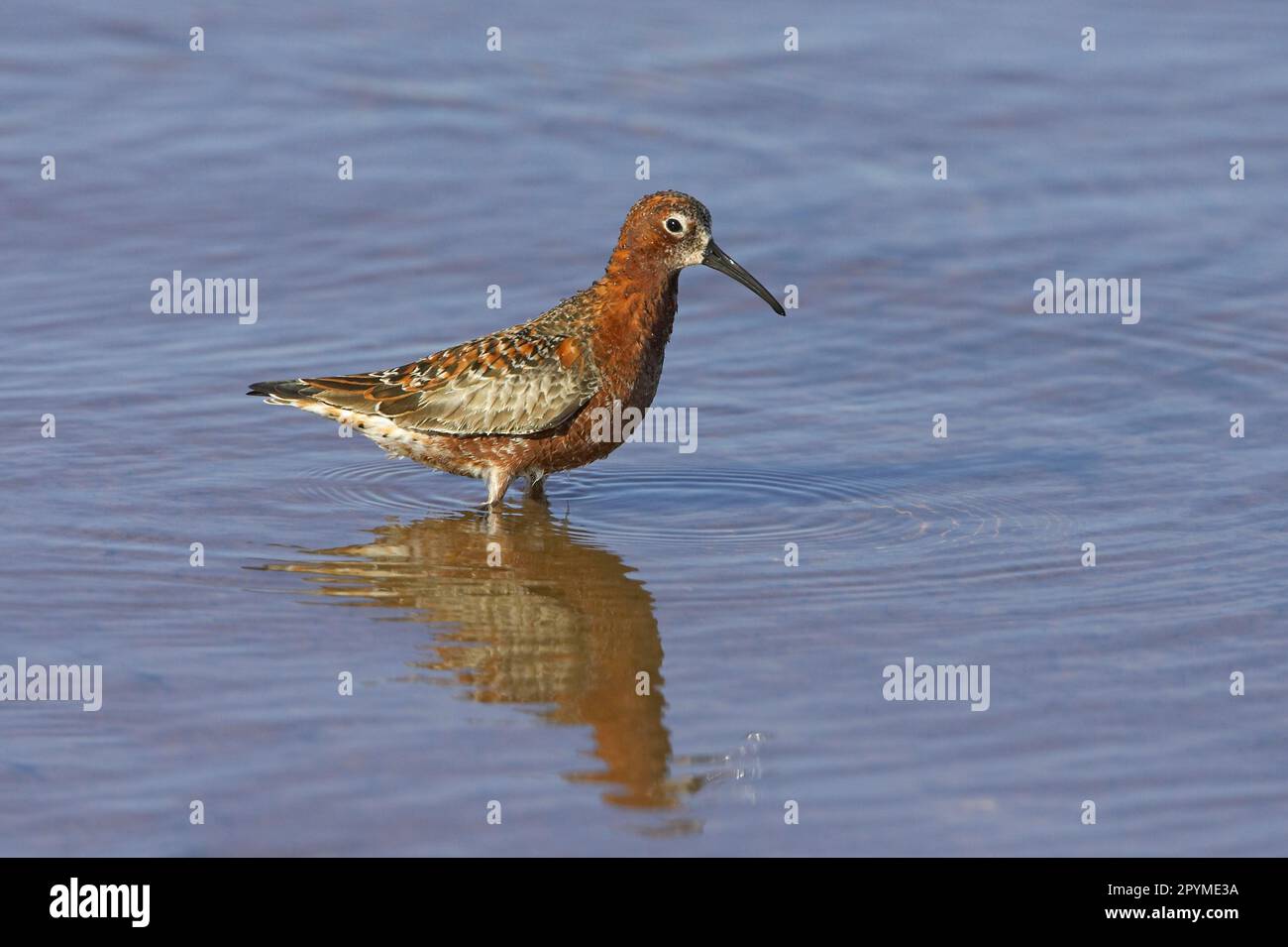Curlew sandpiper (Calidris ferruginea), Animals, Birds, Waders, Curlew ...