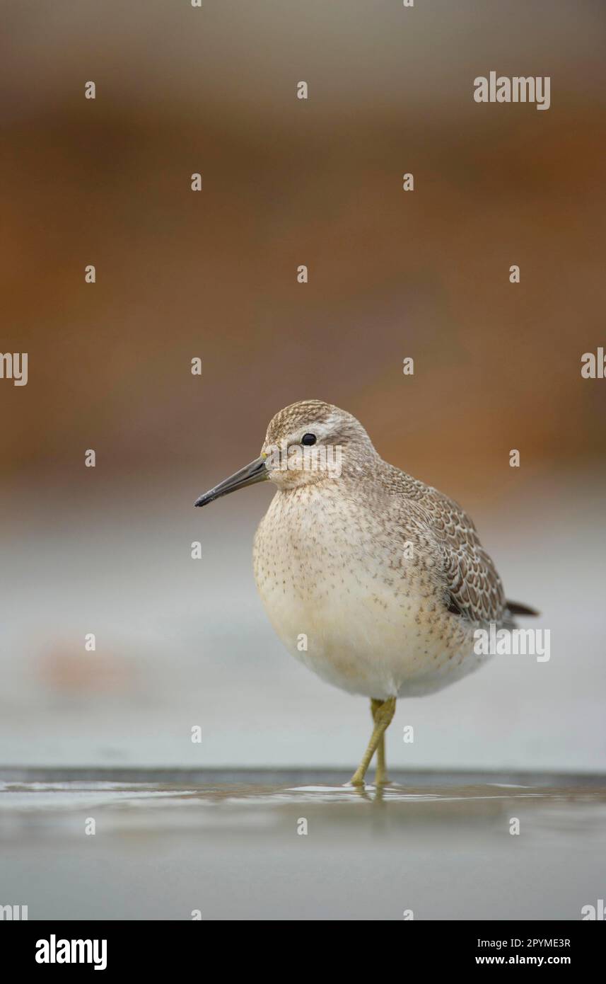 Knot (Calidris canutus) adult, winter plumage, standing in shallow ...
