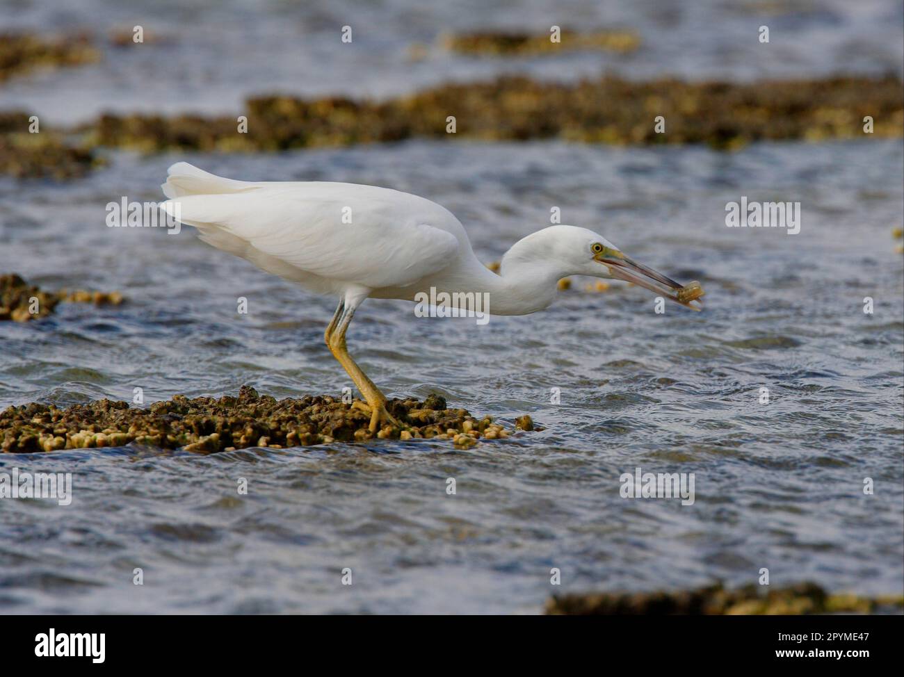 Eastern Reef Egret (Egretta sacra) adult, white phase, with fish on ...