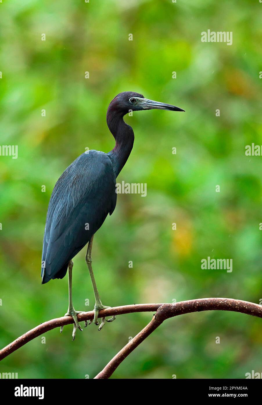 Little Blue Heron (Egretta caerulea) adult, standing on mangrove root ...