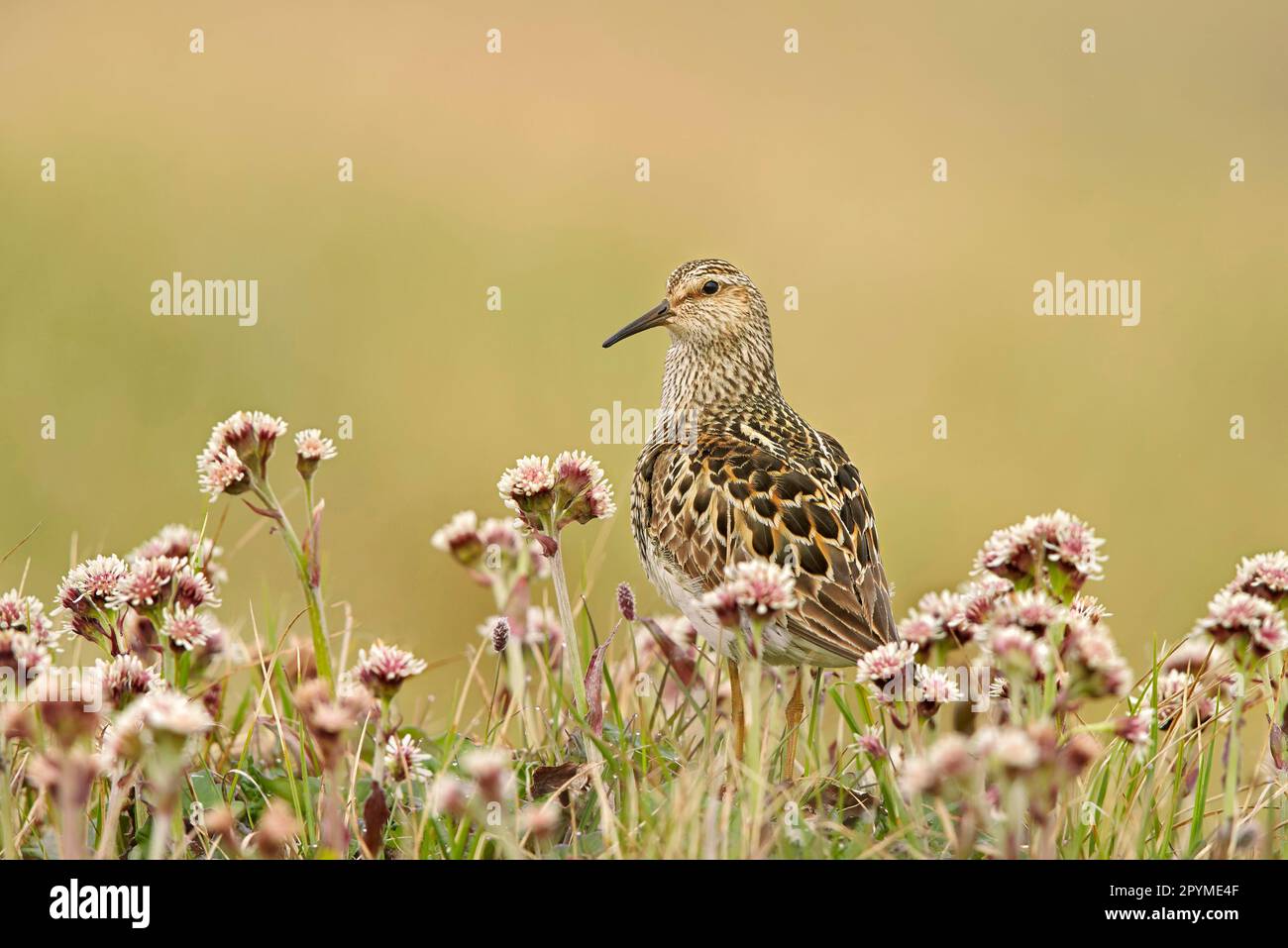 Pectoral sandpiper (Calidris melanotos), Animals, Birds, Waders ...